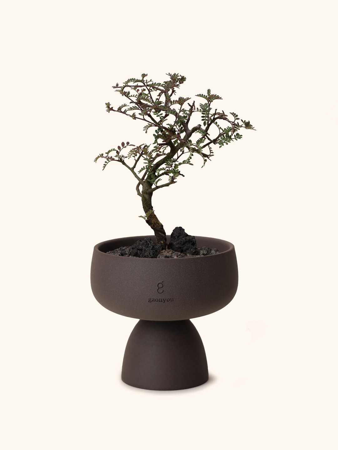 Shop our new plant collection now — Soilboy