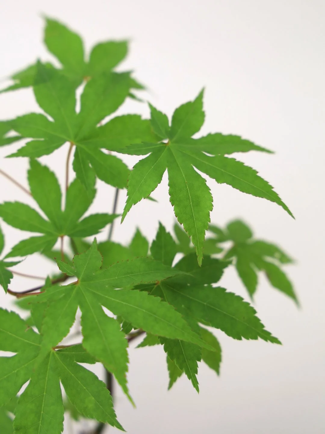 Bonsai — Shop our new plant collection now — Soilboy