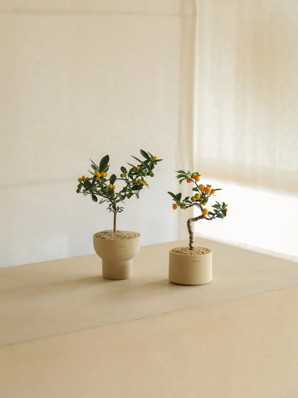Mini Citrus Tree — Soilboy