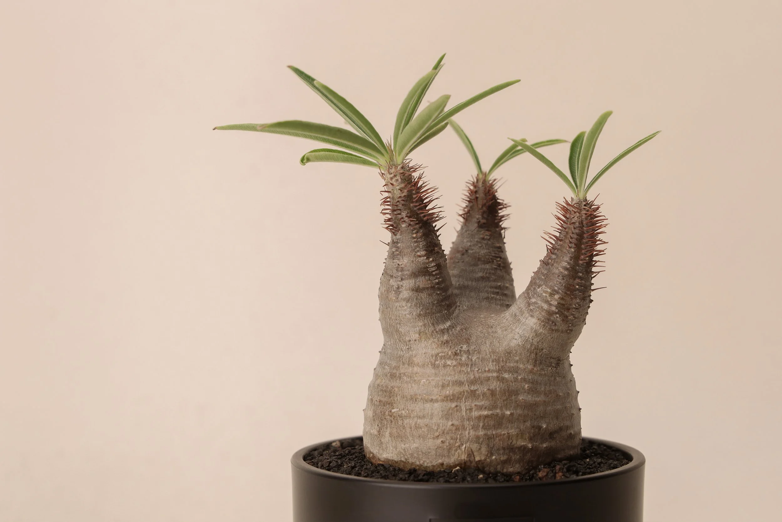 Soilboy