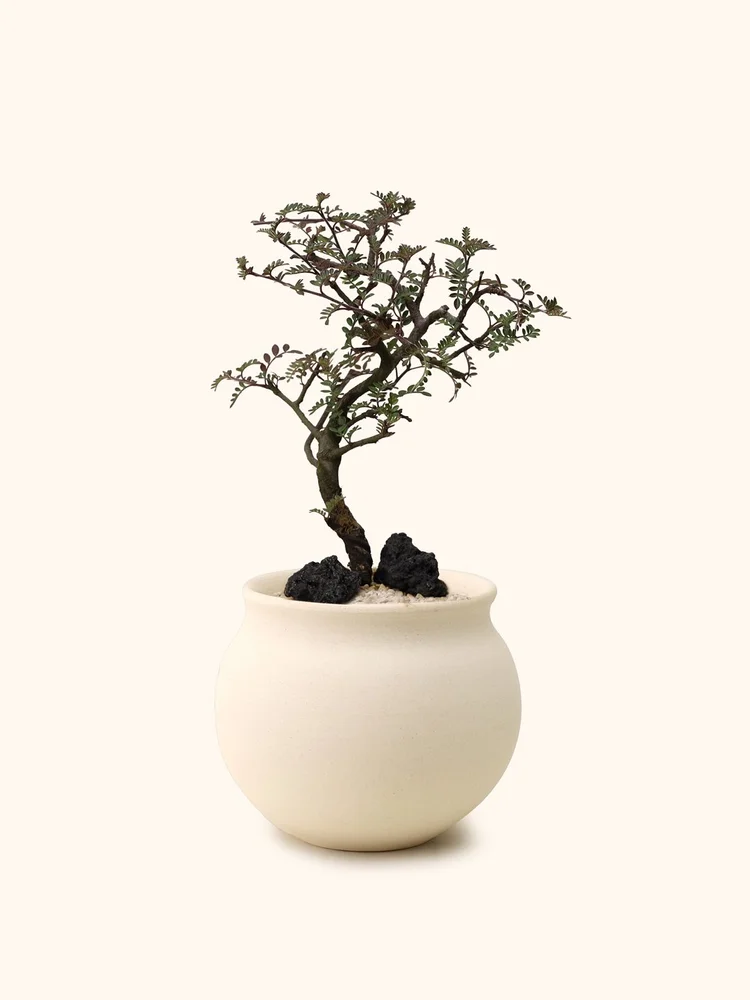 Shop our new plant collection now — Soilboy