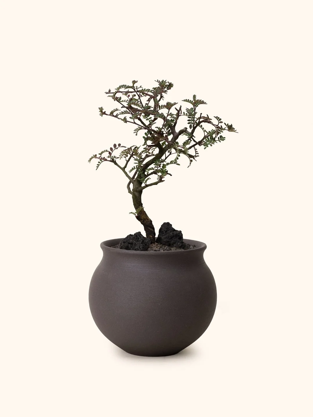 Bonsai — Shop our new plant collection now — Soilboy