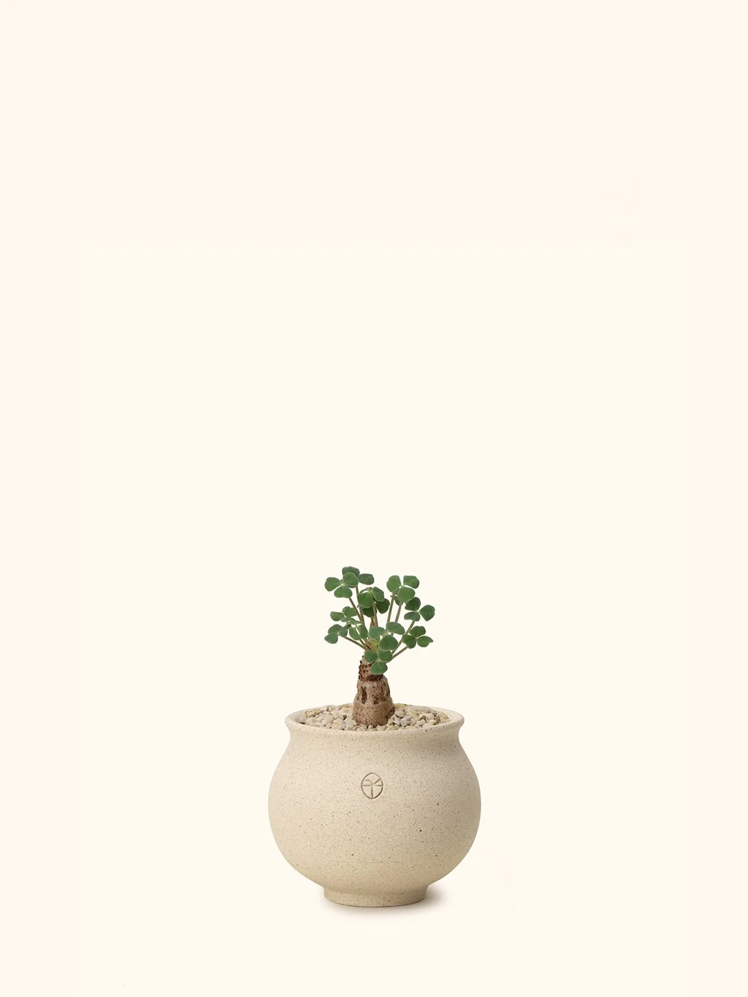 Shop our new plant collection now — Soilboy