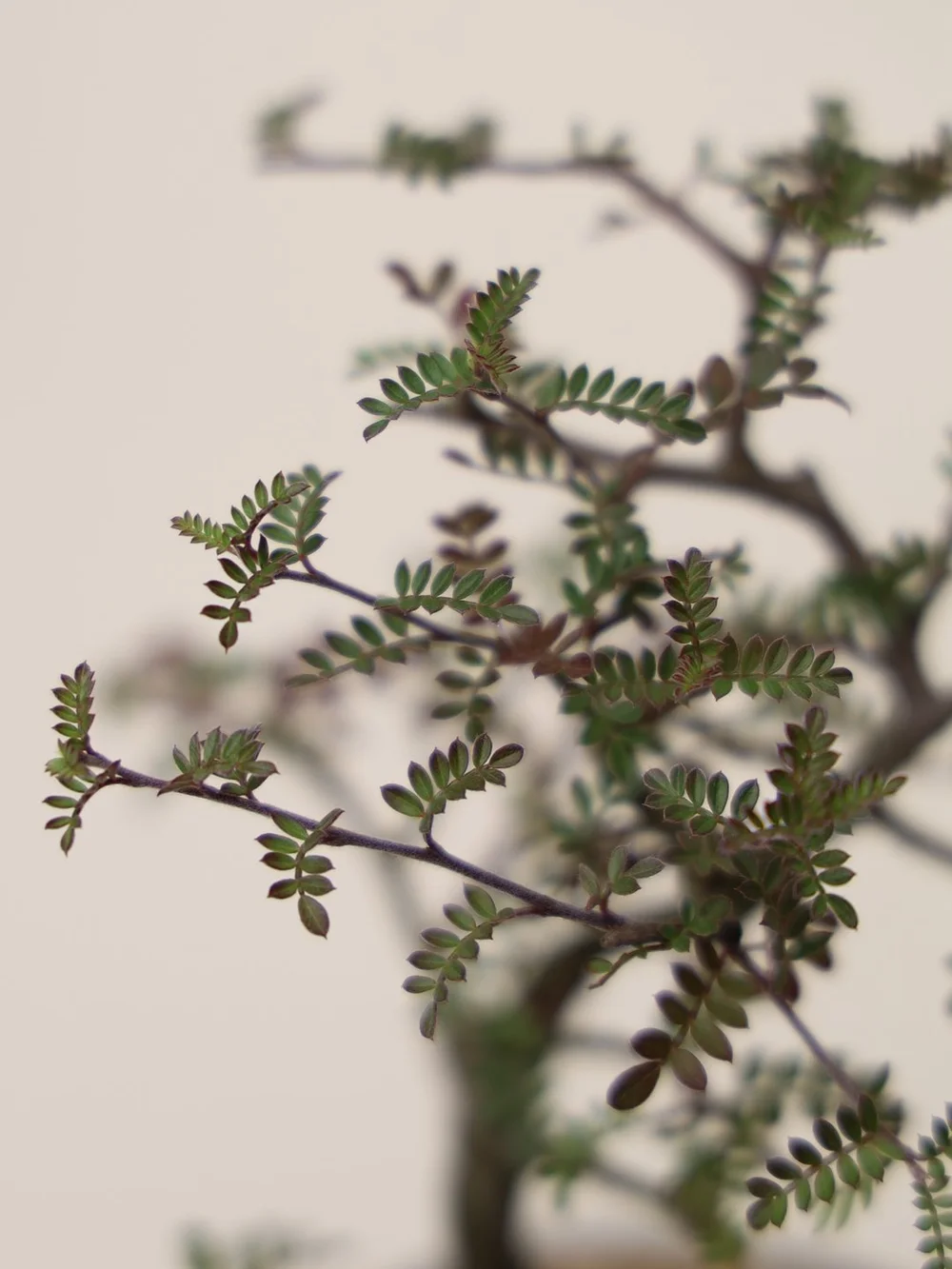 Shop our new plant collection now — Soilboy