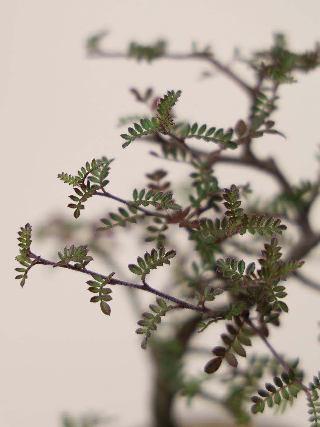 Shop our new plant collection now — Soilboy
