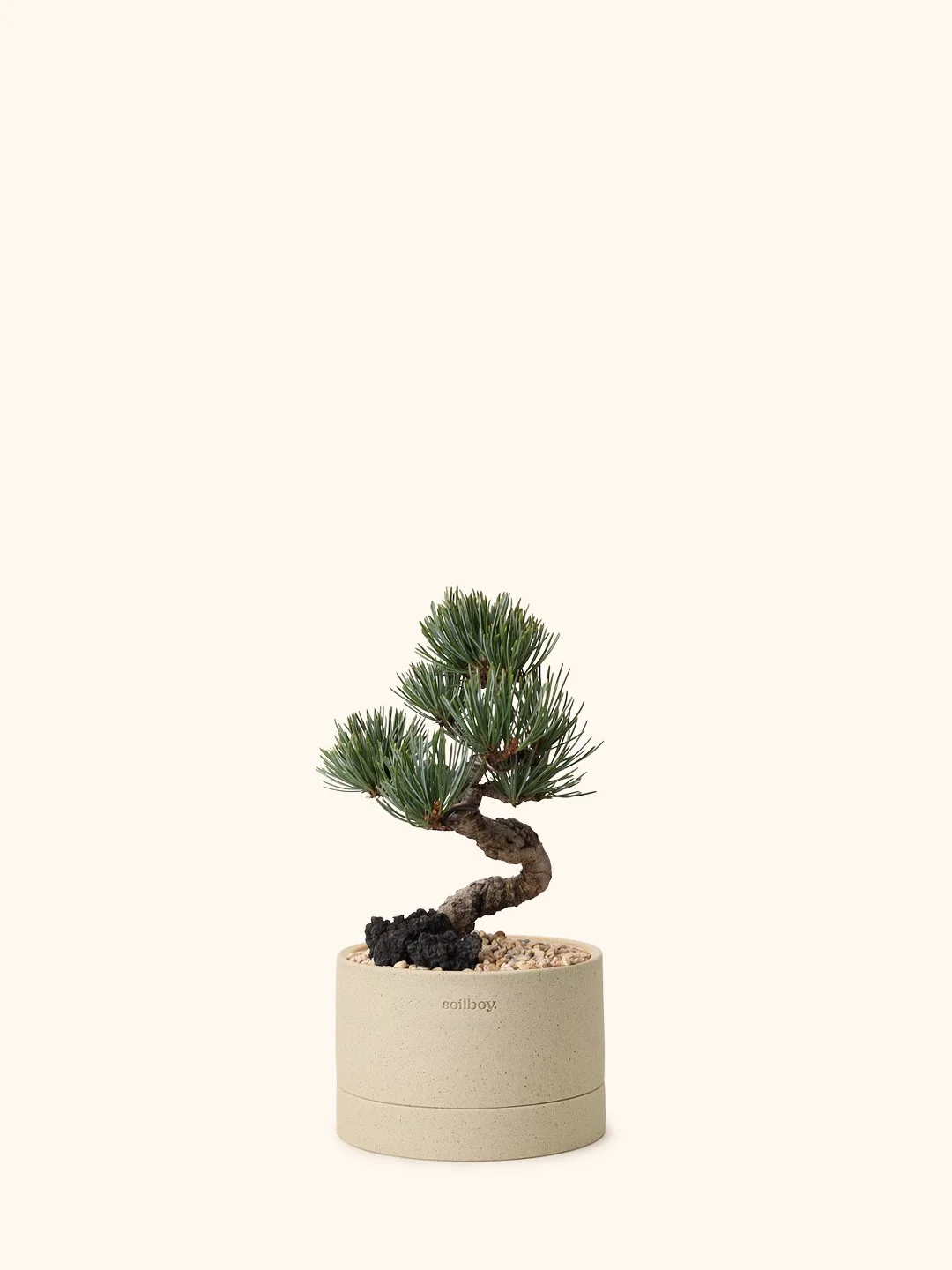 Soilboy