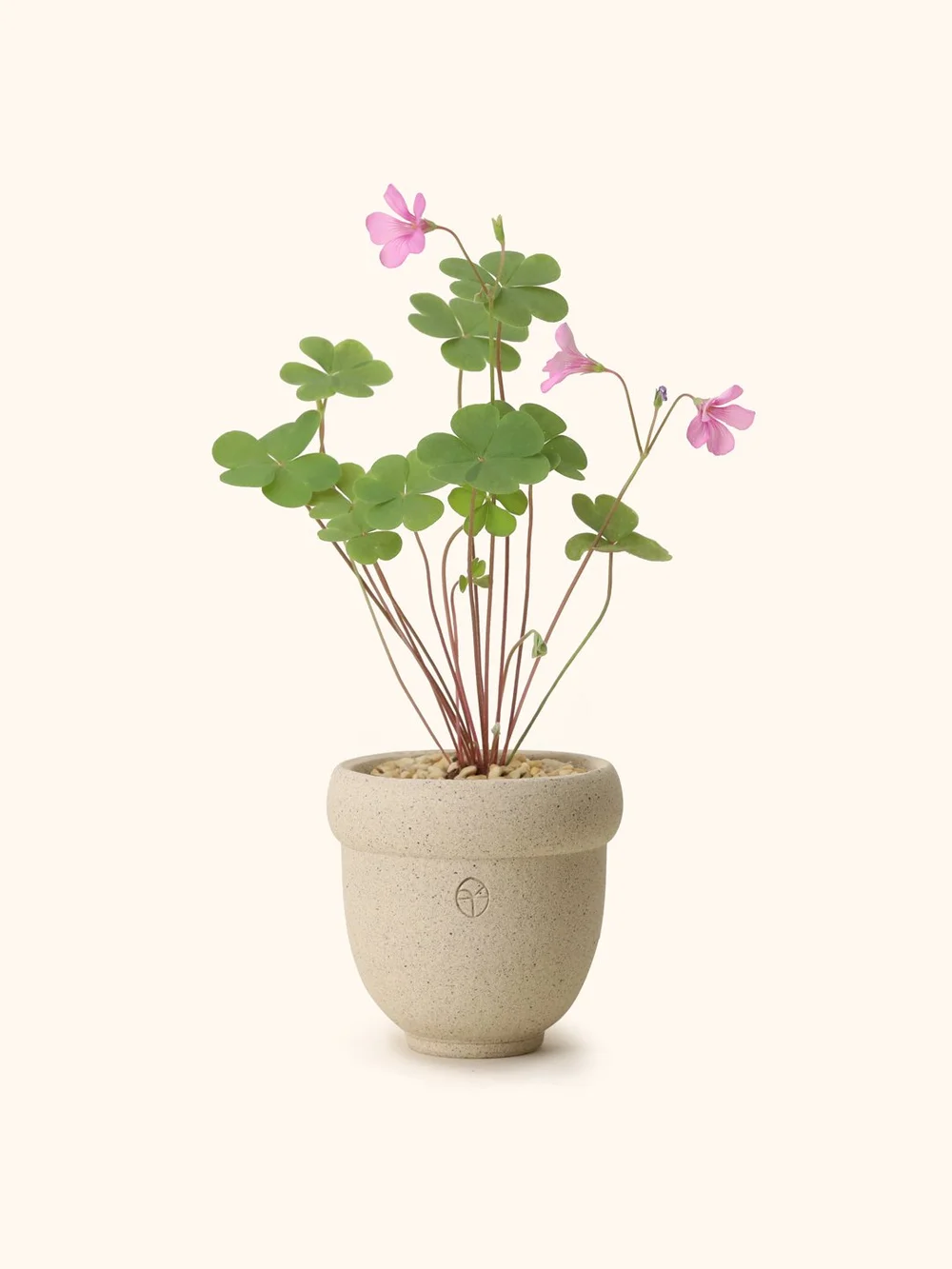 Shop our new plant collection now — Soilboy