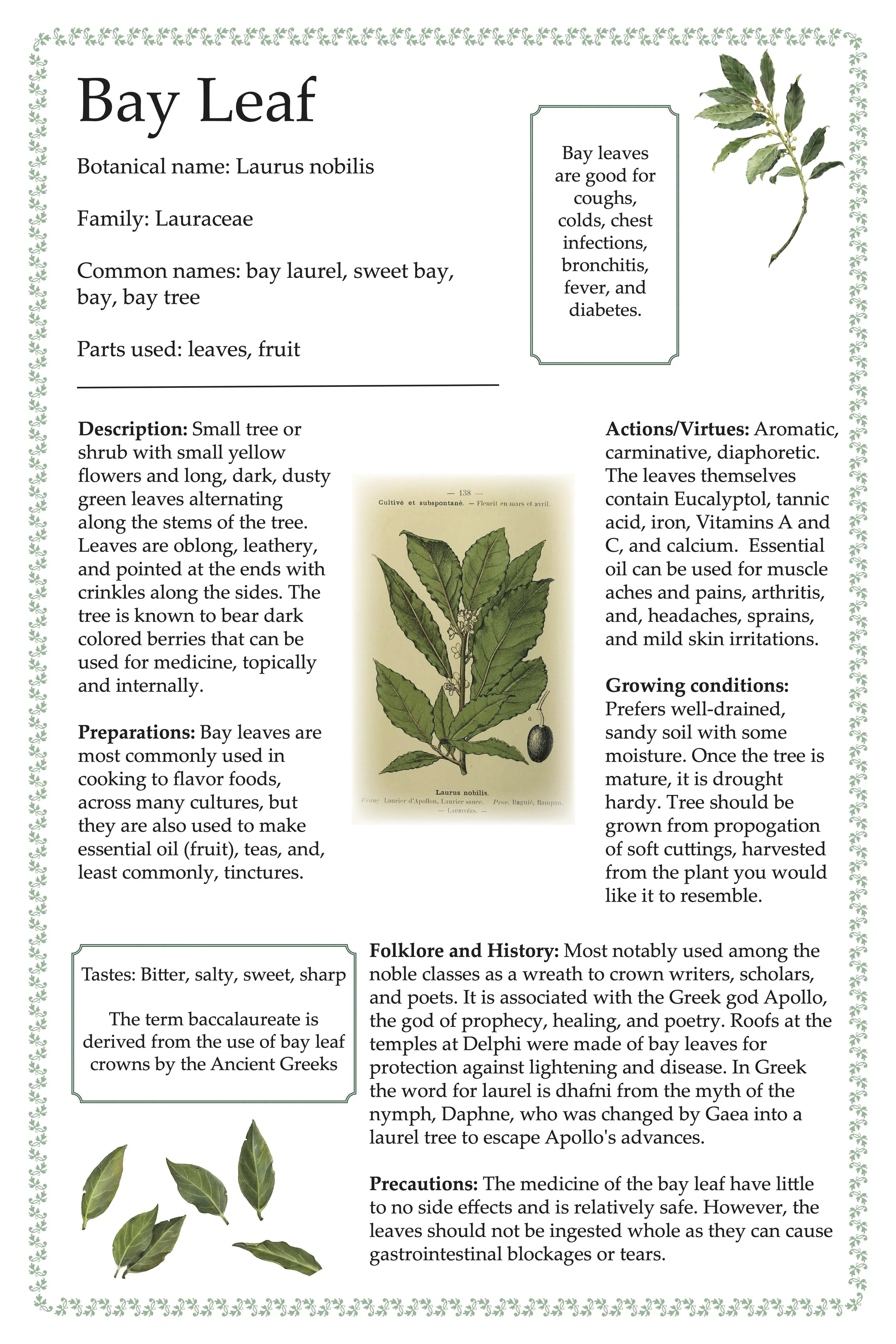 Bay Leaves FARMacia Bay Leaves FARMacia