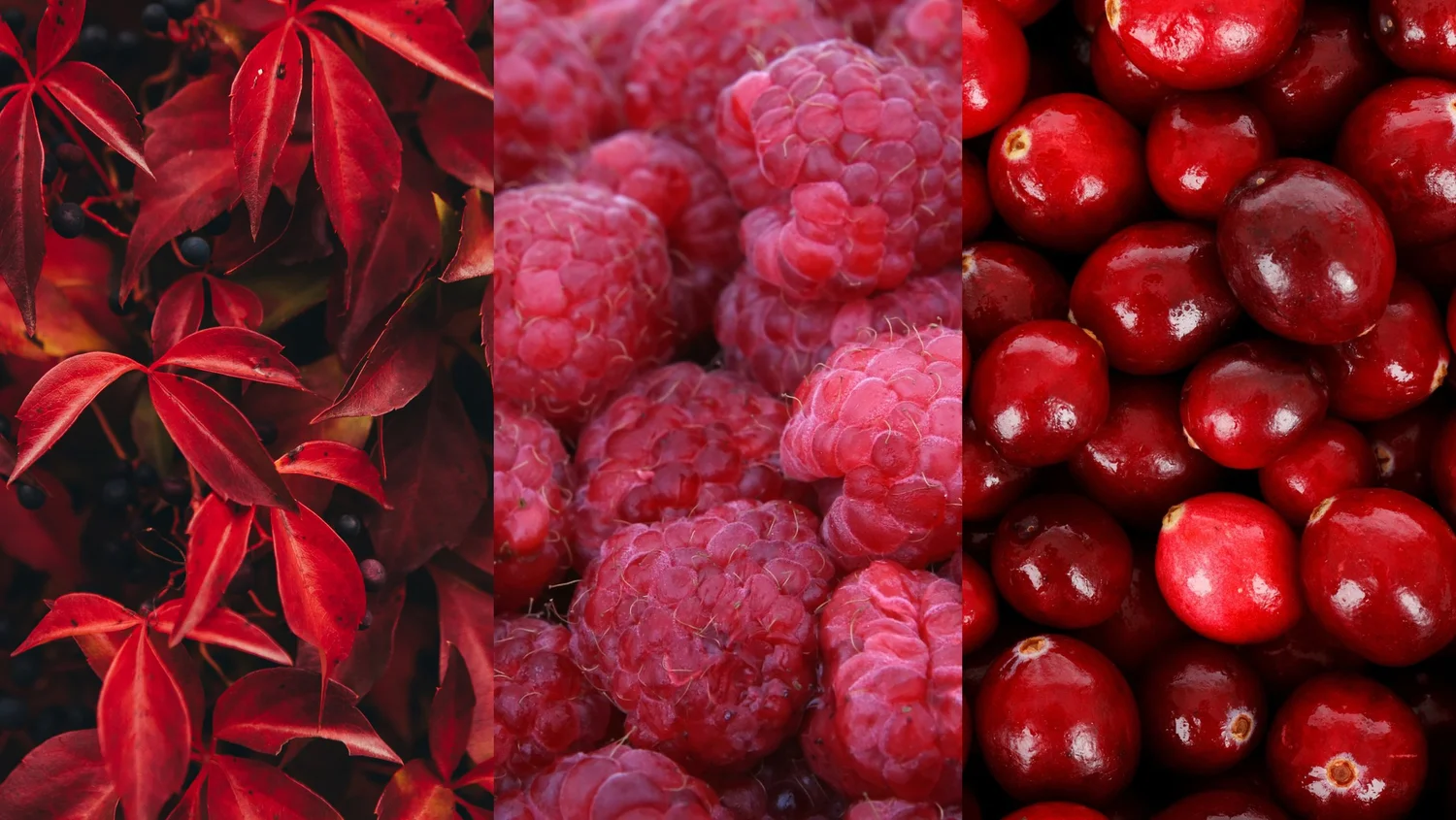 Winning Combinations: Making Monochromatic Magic — Joan Kosmachuk