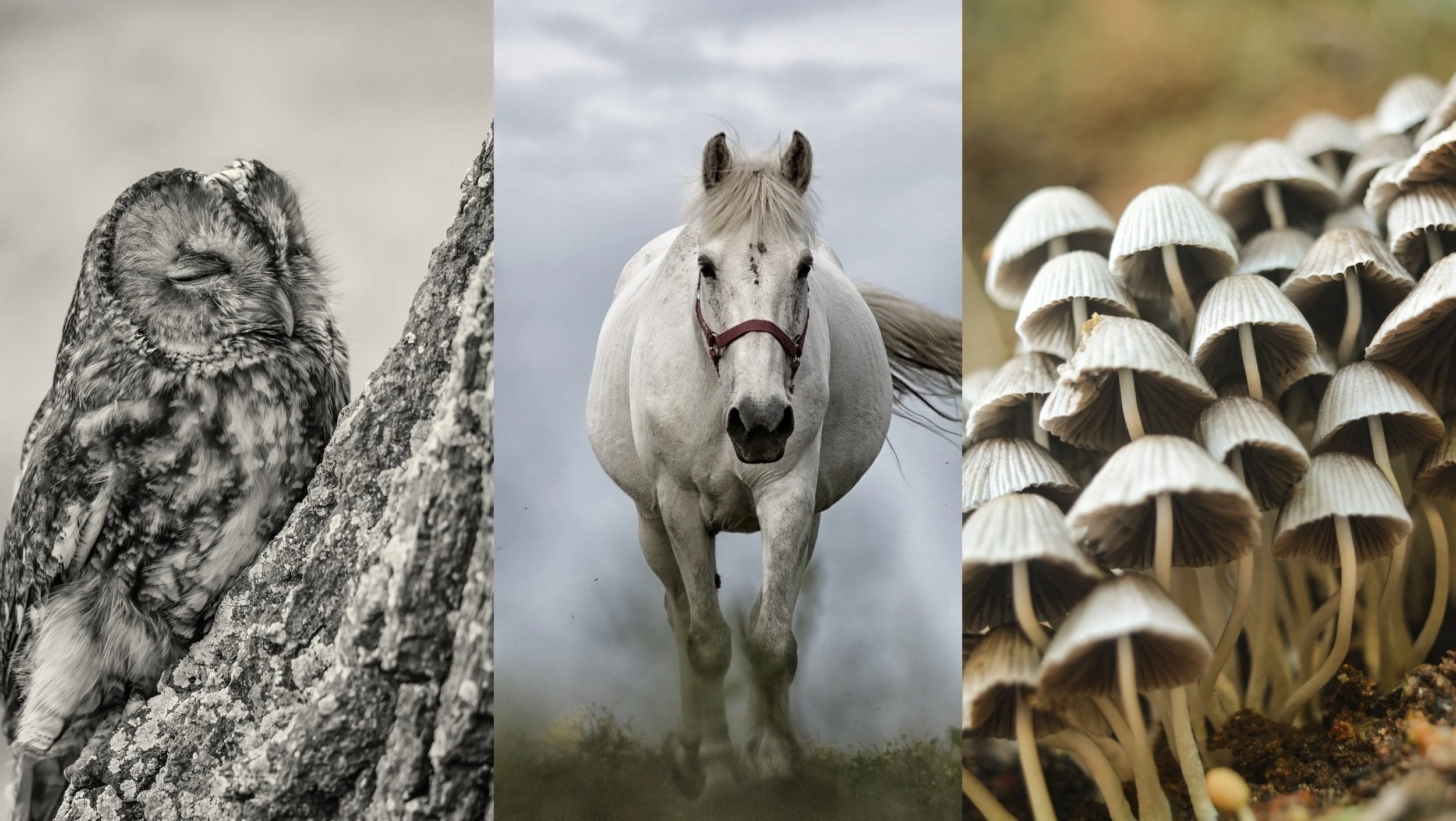 Winning Combinations: Making Monochromatic Magic — Joan Kosmachuk