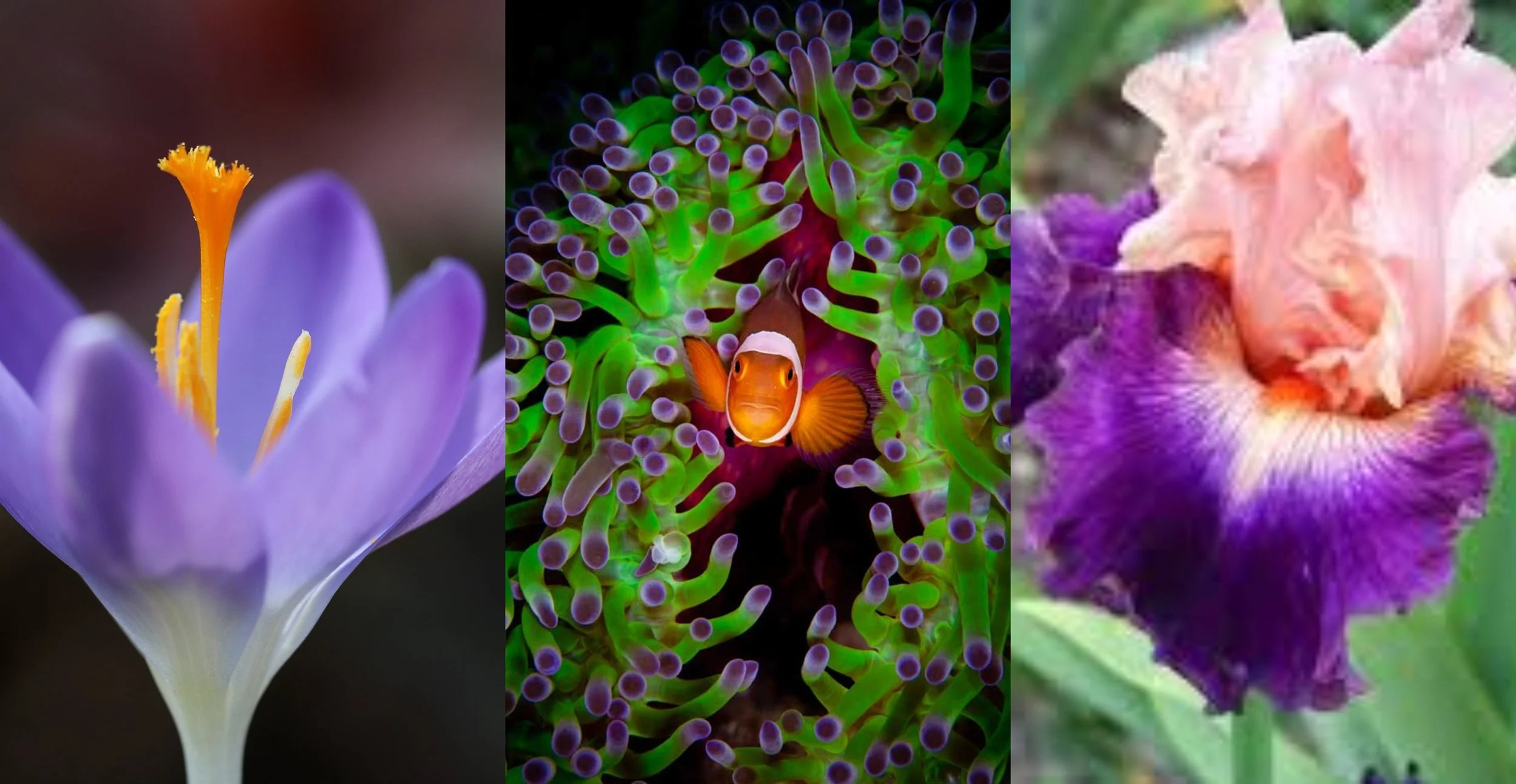 Winning Color Combinations: Triadic combos mean three’s a company ...