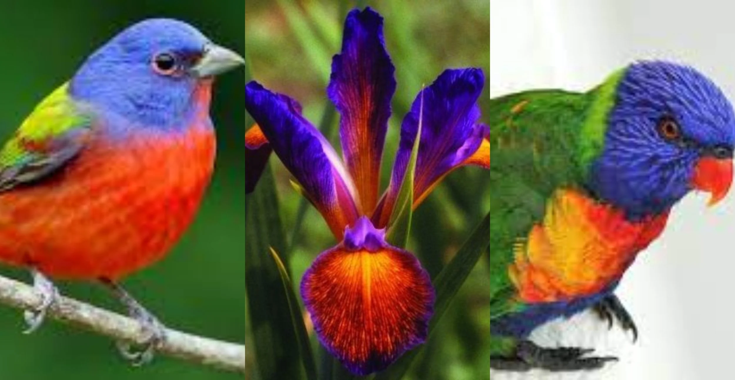 Winning Color Combinations: Triadic combos mean three’s a company ...