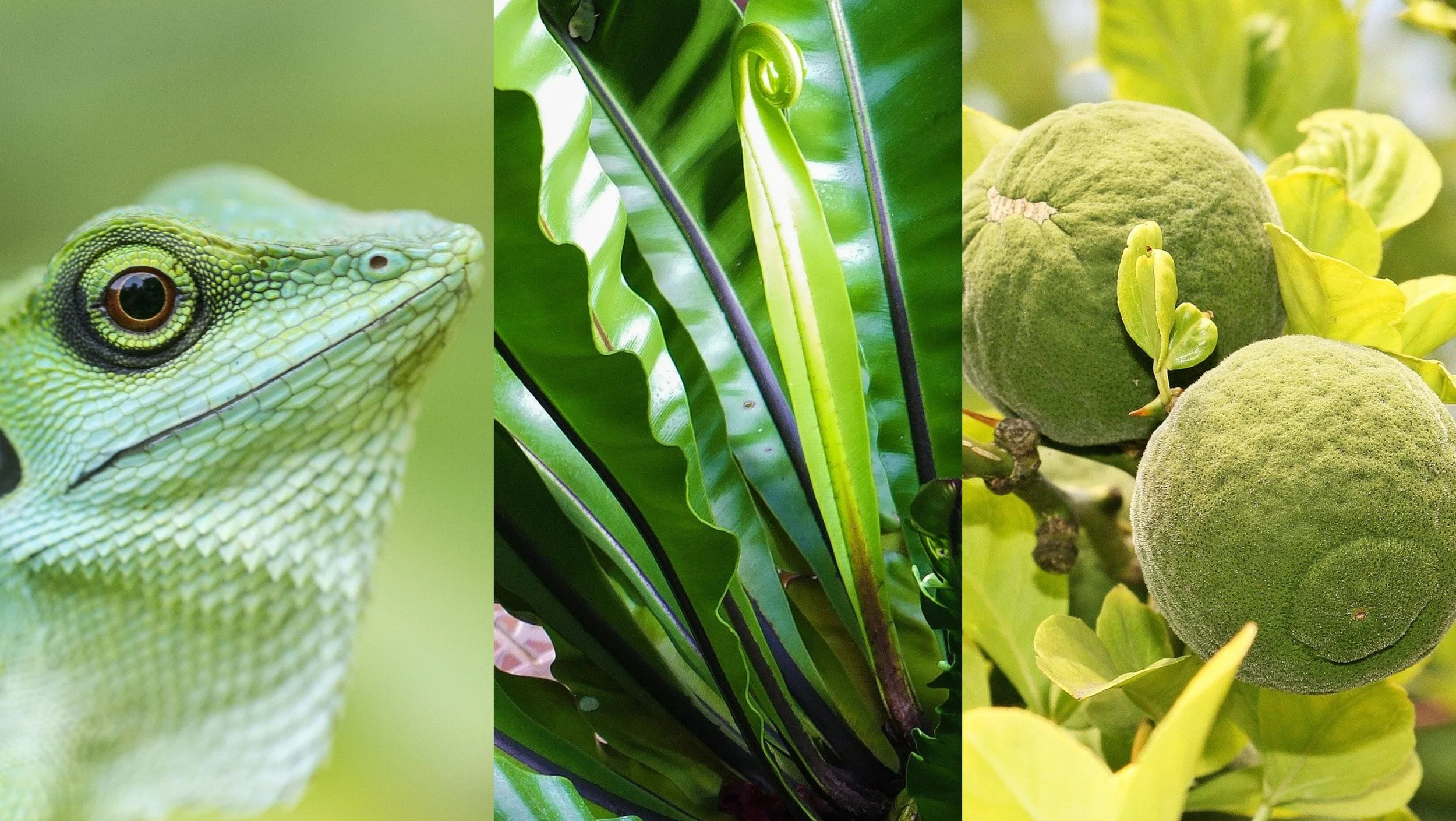 Winning Combinations: Making Monochromatic Magic — Joan Kosmachuk