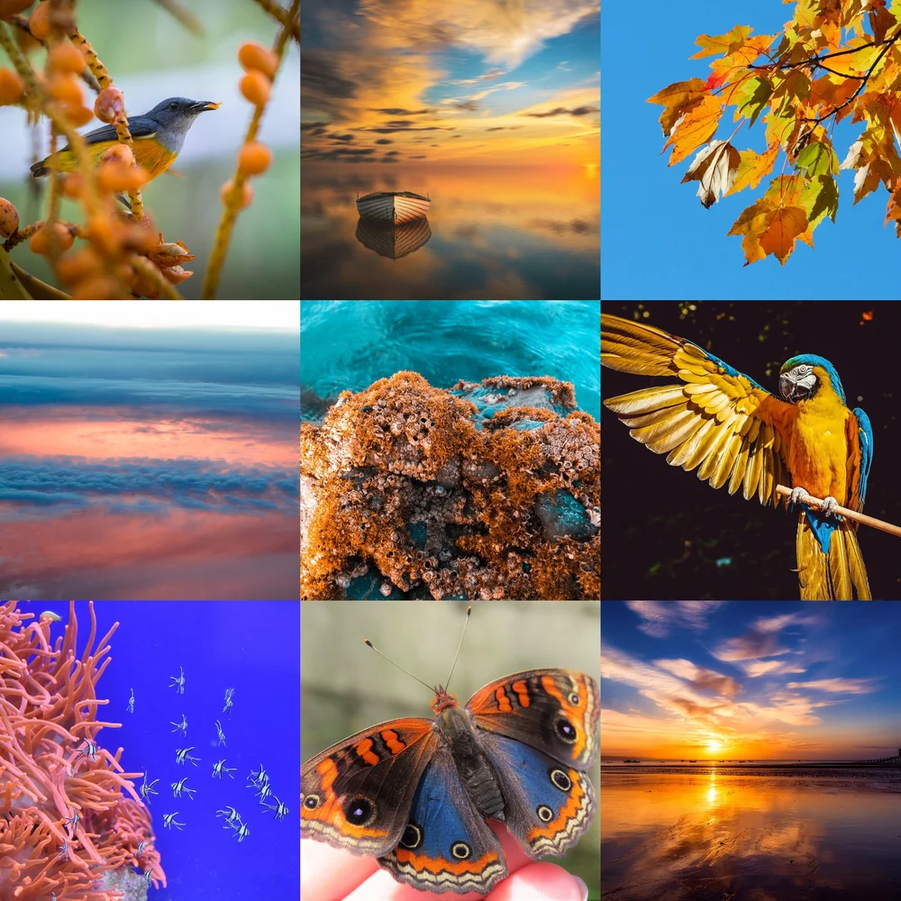 Winning Color Combinations: It’s Totally Complementary — Joan Kosmachuk