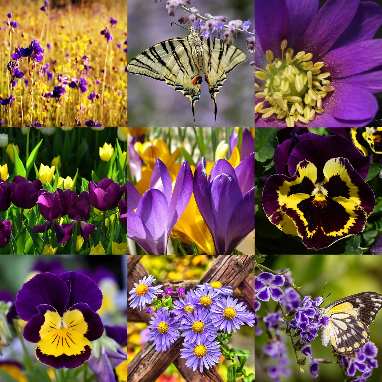 Winning Color Combinations: It’s Totally Complementary — Joan Kosmachuk