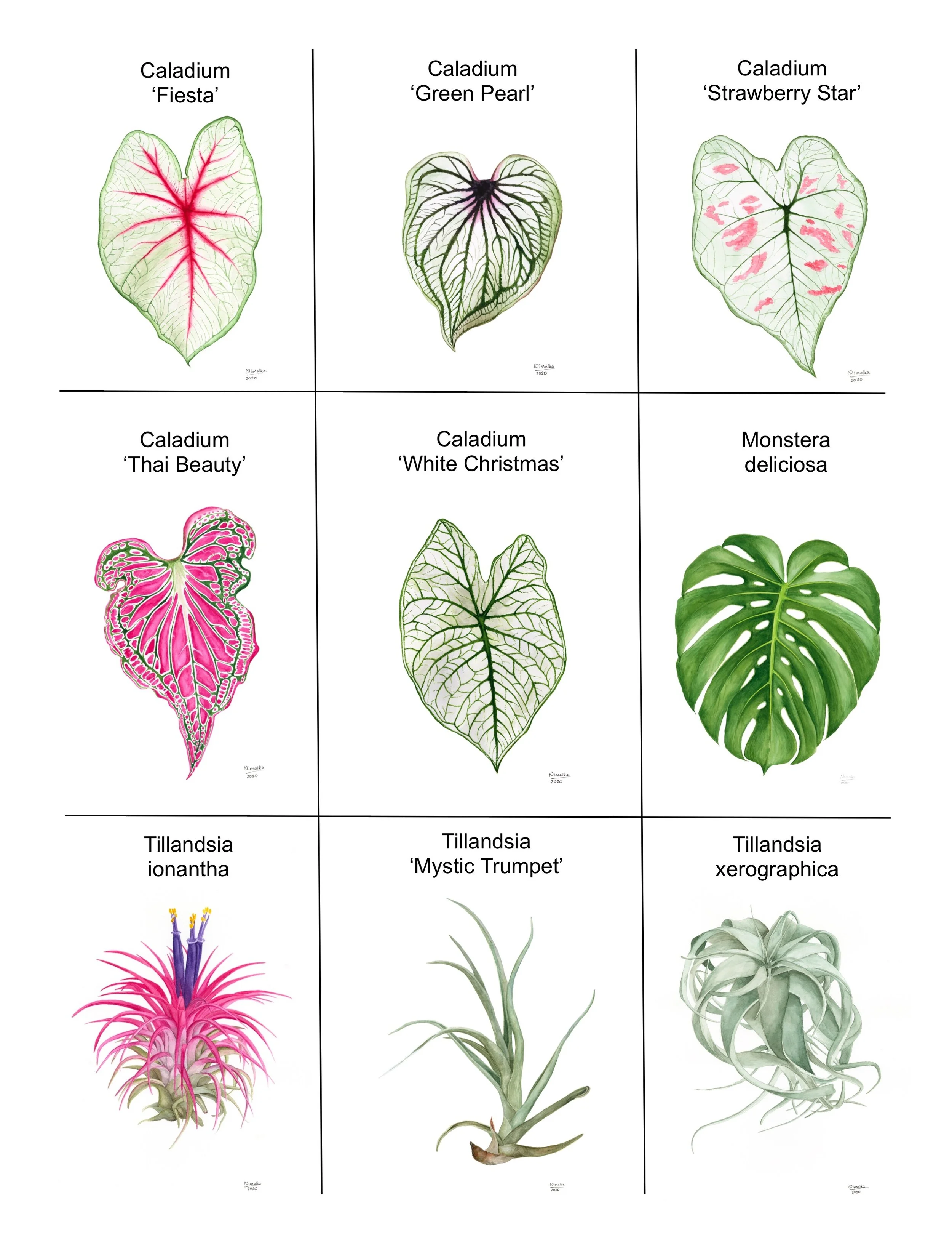 Mix & Match Greeting Card Packs — The Painted Leaf