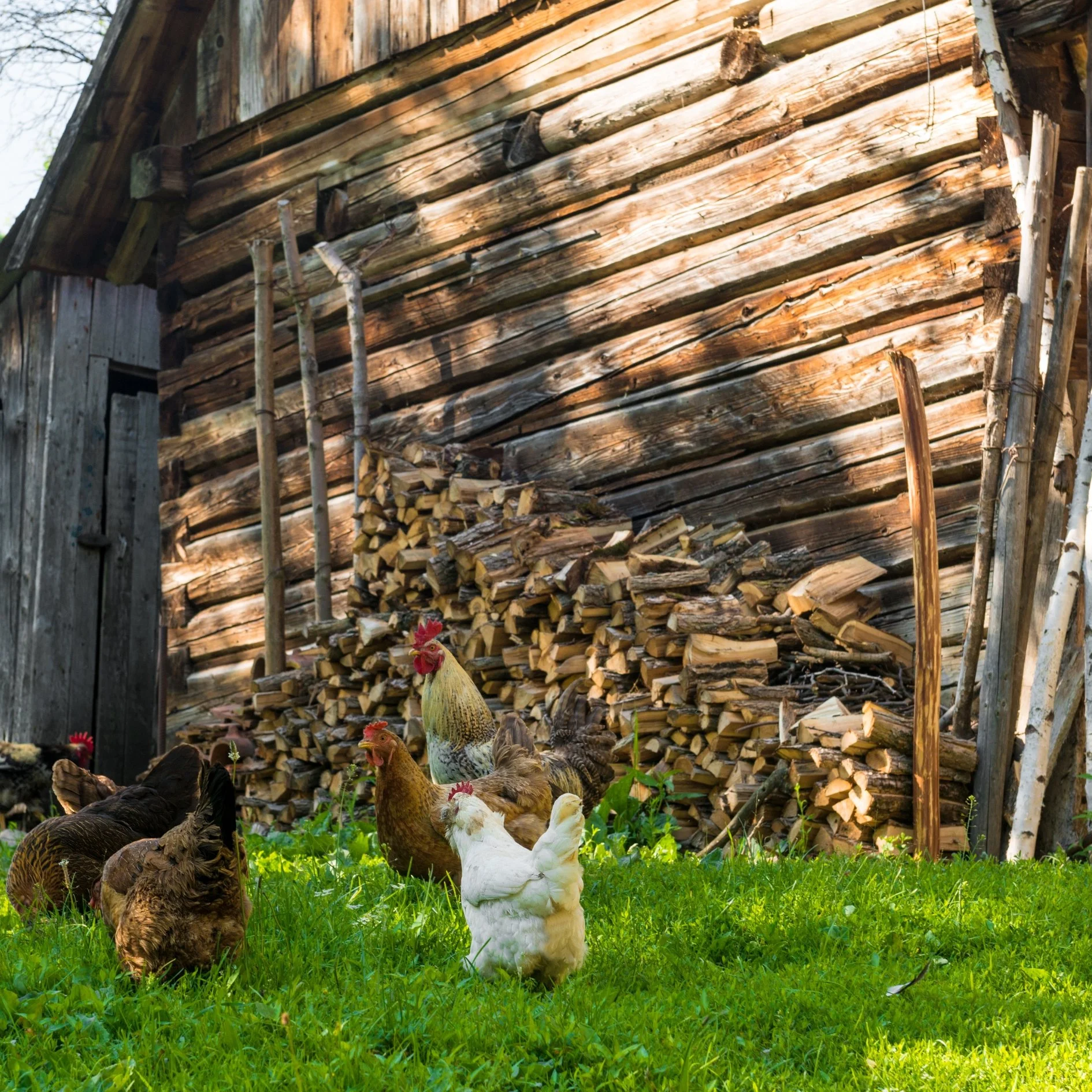Organic Free Range Chicken—Is It Really Better for the Planet?