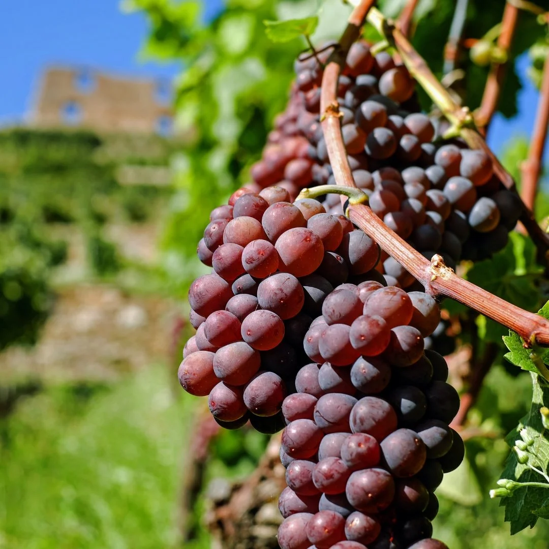 Organic Red Wine: The W&S Guide