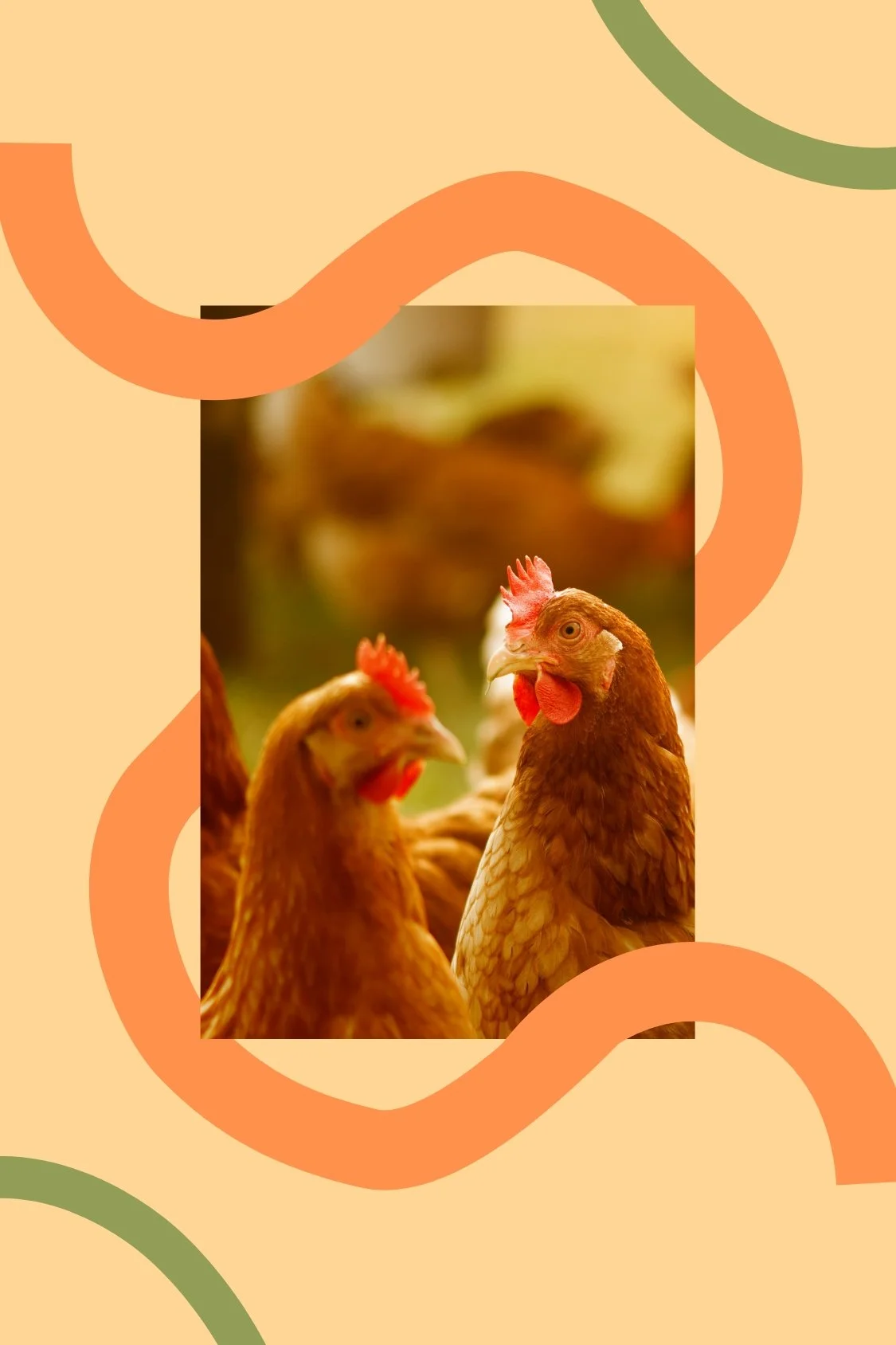Organic Free Range Chicken—Is It Really Better for the Planet?