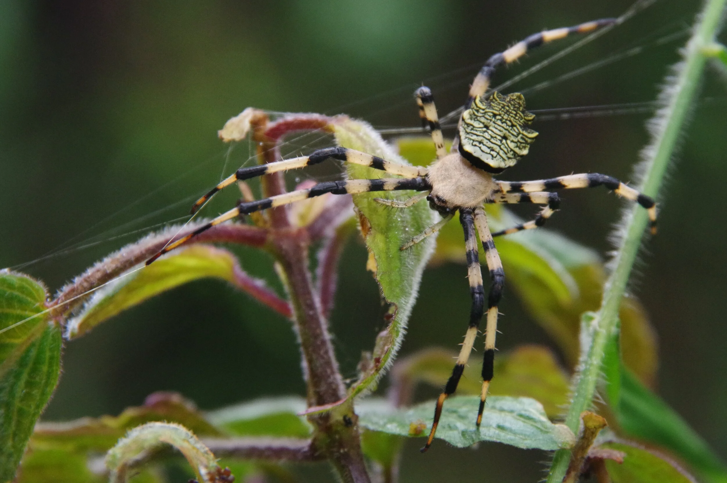 Biodiversité — Consulat de São Tomé et Príncipe à Marseille