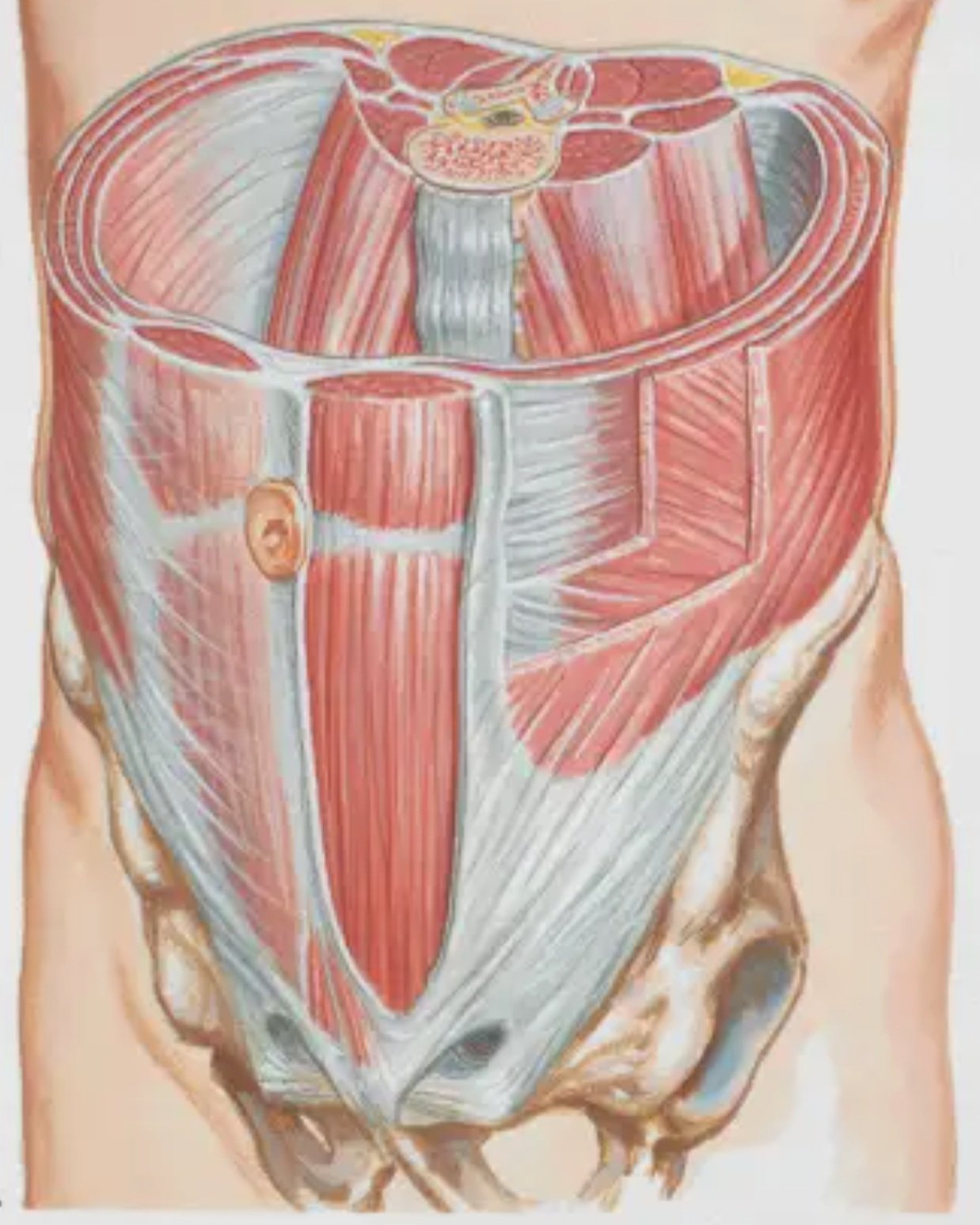 Delte Mavemuskler - Vejledning og genoptræning — Klinik for Kvindekroppen