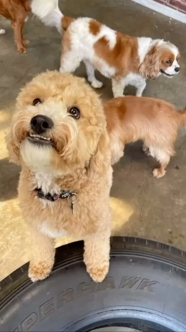 Dog Grooming Enquiry — Ruff Ruff Dog Grooming and Daycare