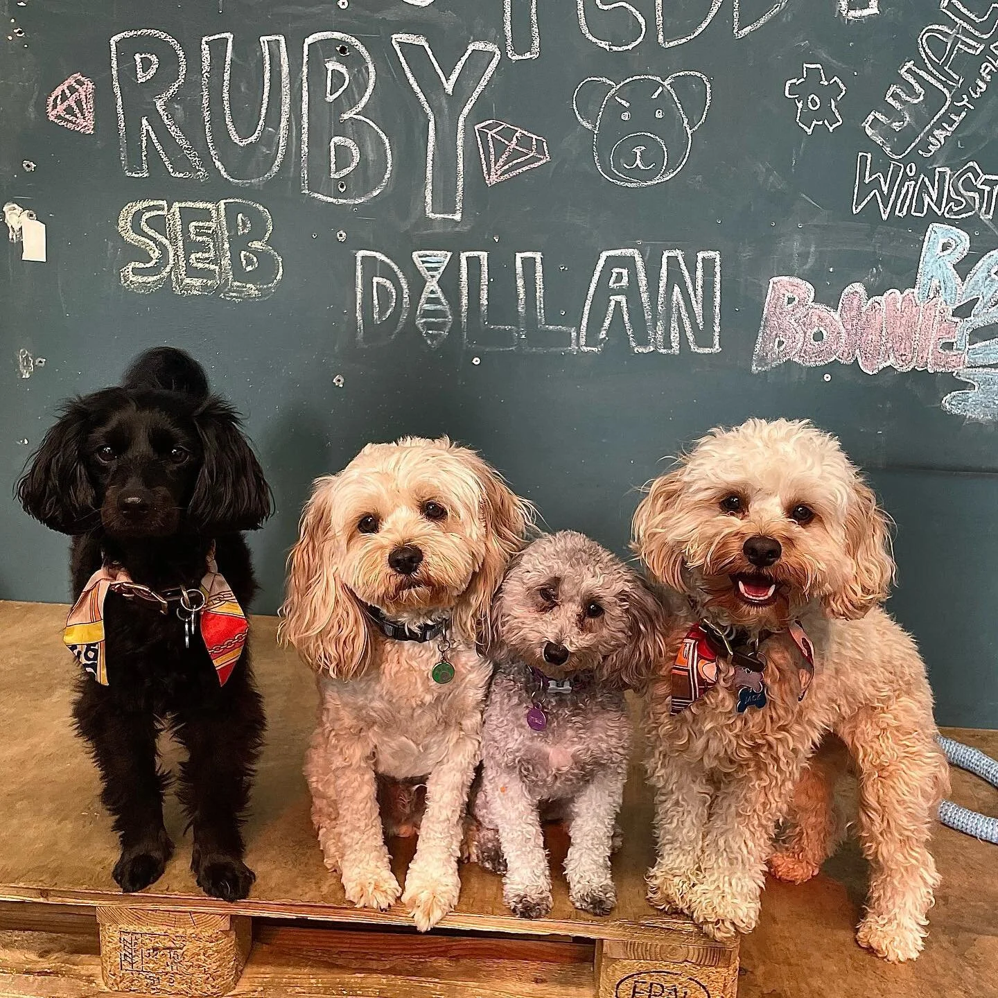 Ruff Ruff Dog Grooming & Daycare