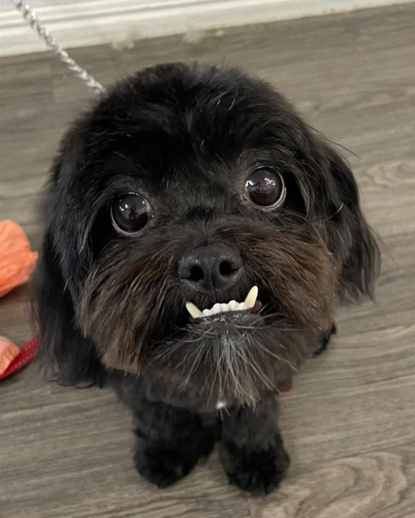 Ruff Ruff Dog Grooming & Daycare