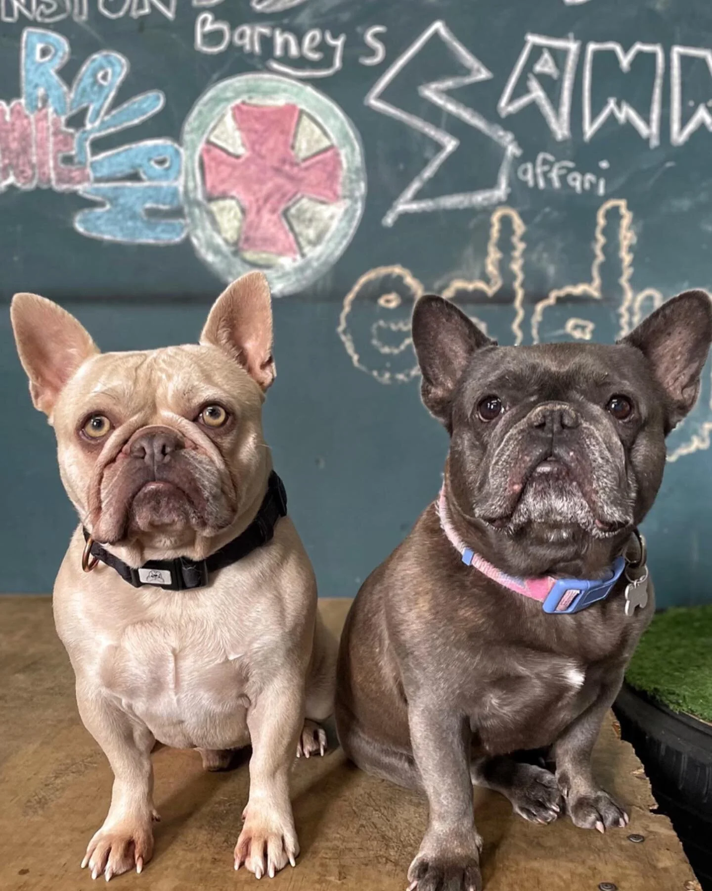 Ruff Ruff Dog Grooming & Daycare