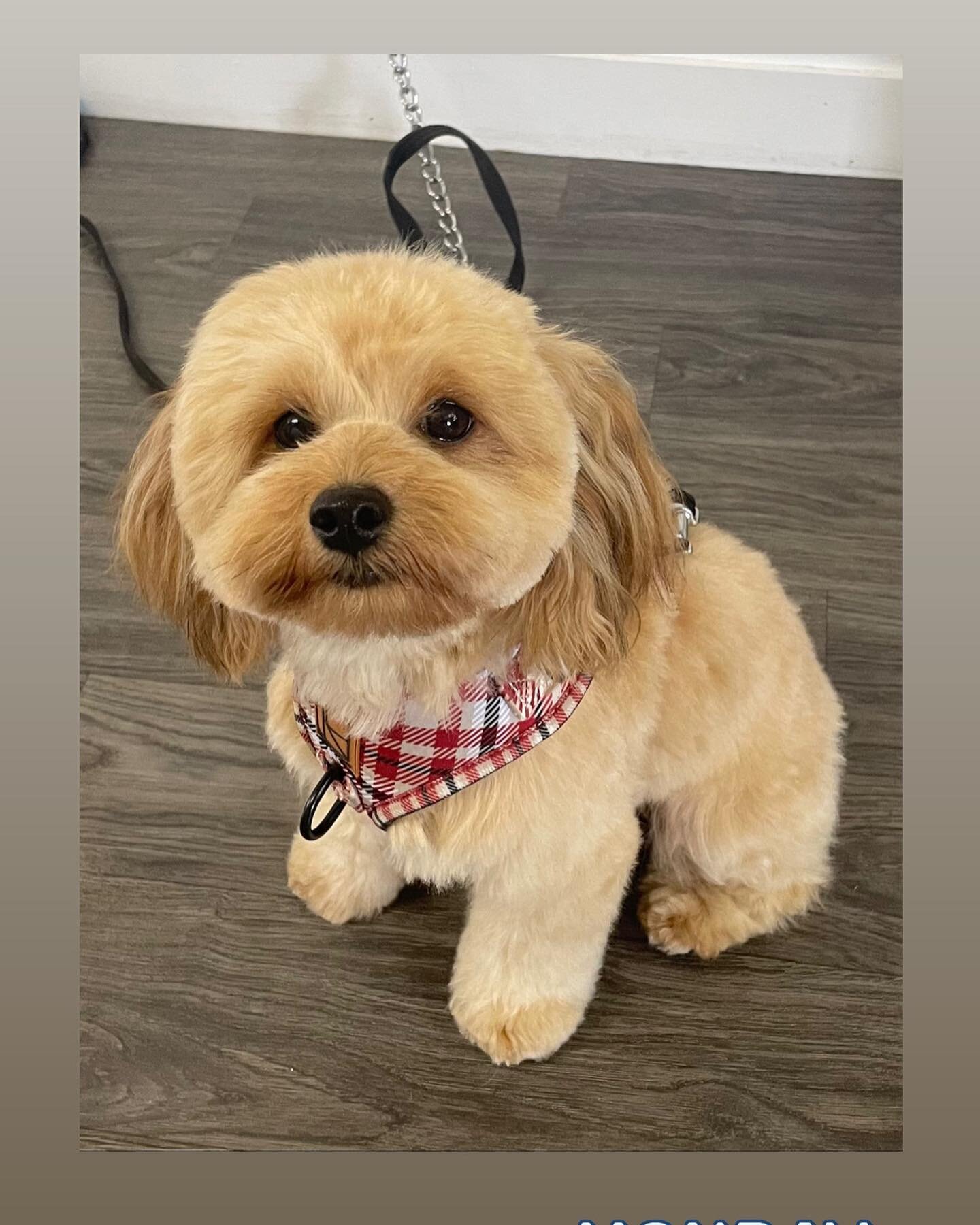 Ruff Ruff Dog Grooming & Daycare