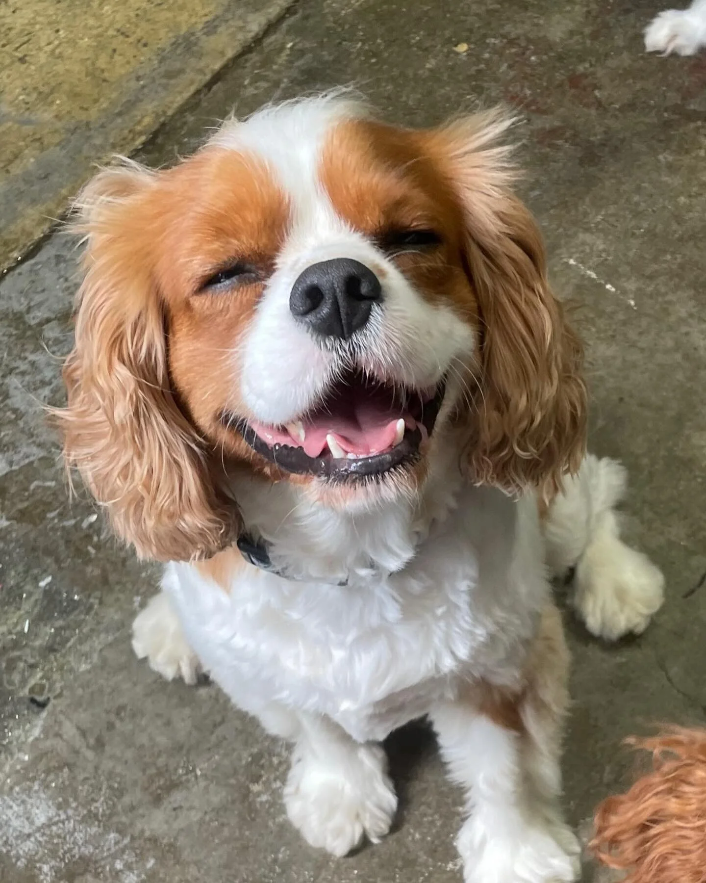 Doggy Daycare Enquiry — Ruff Ruff Dog Grooming and Daycare