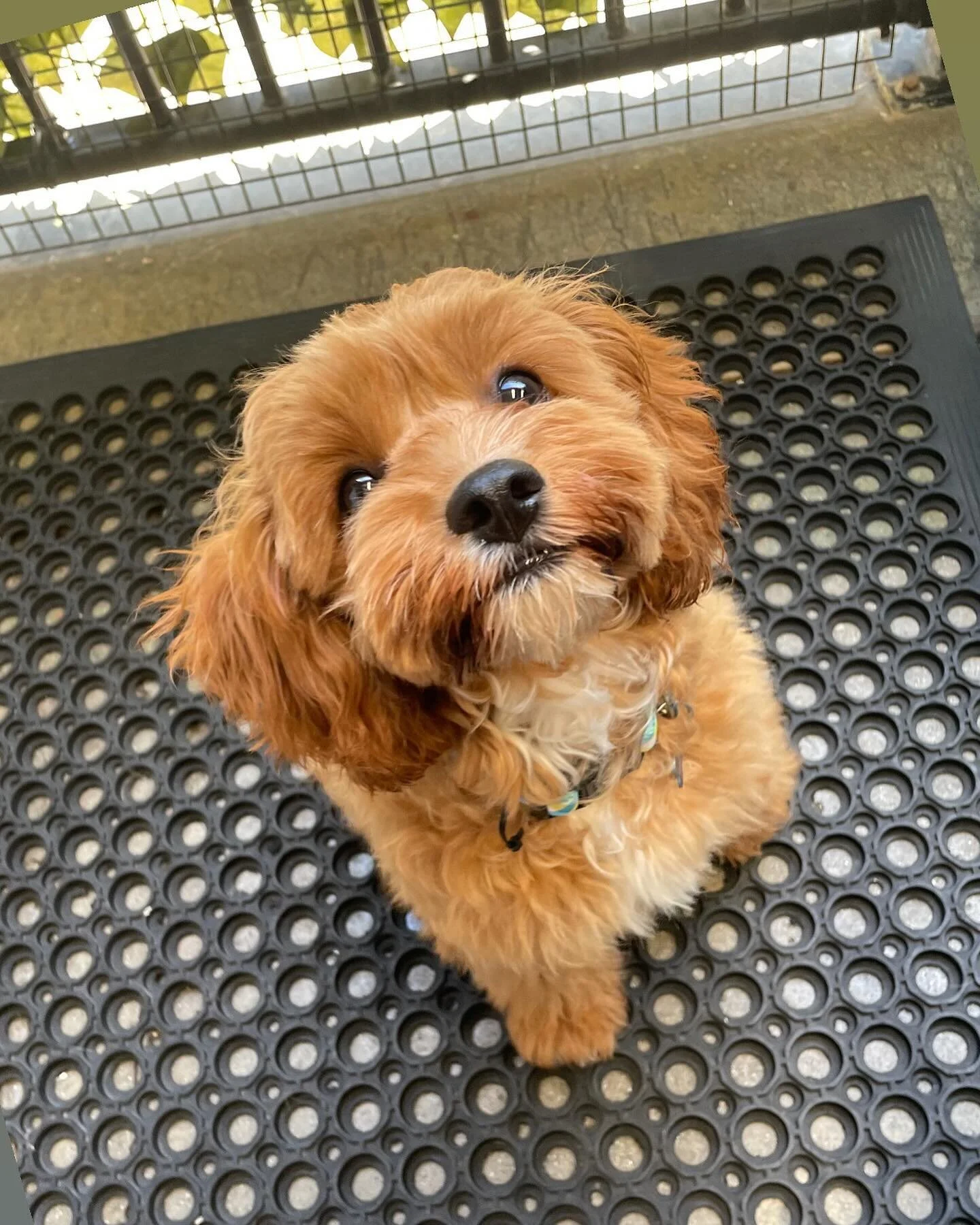 Ruff Ruff Dog Grooming & Daycare