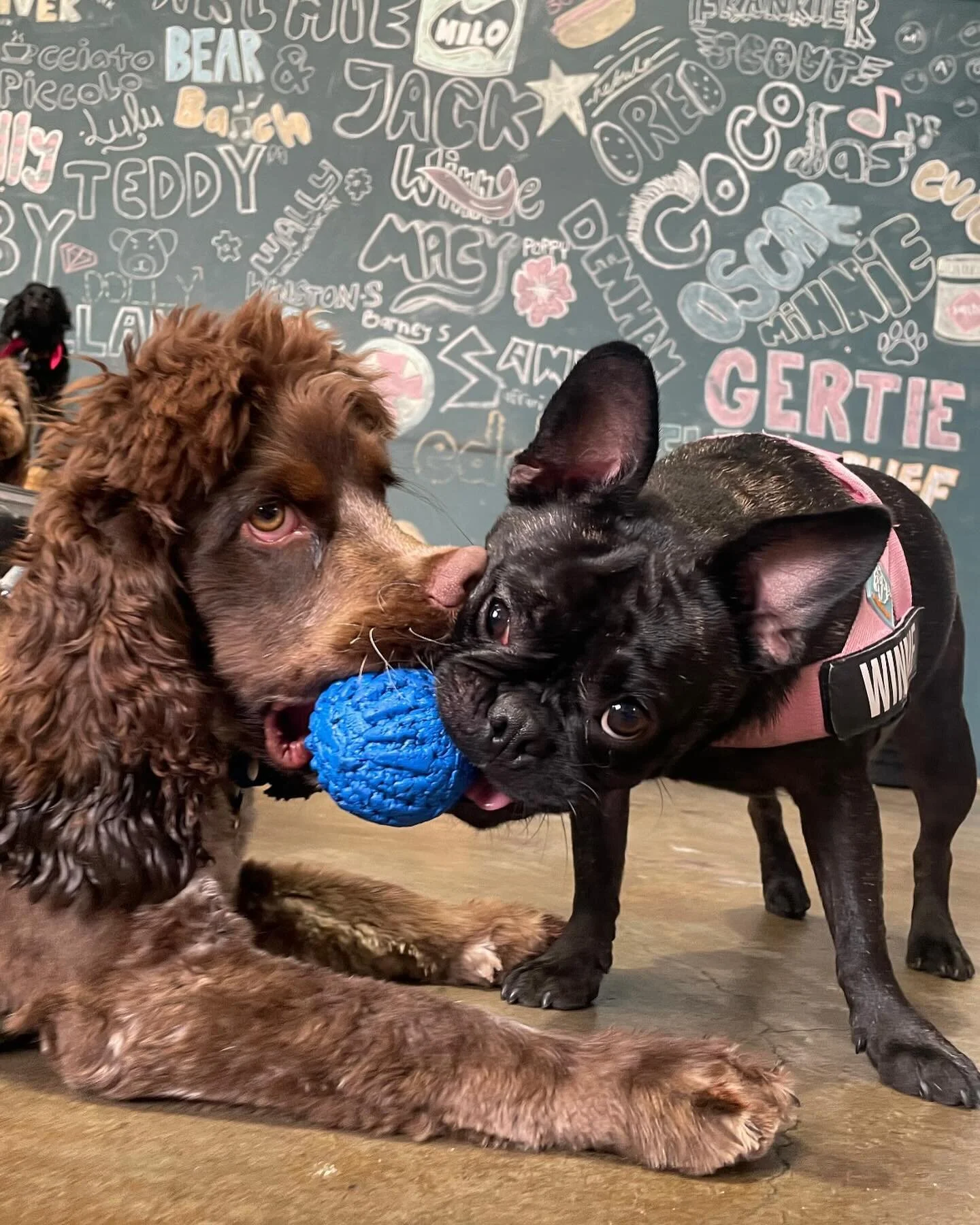 Ruff Ruff Dog Grooming & Daycare