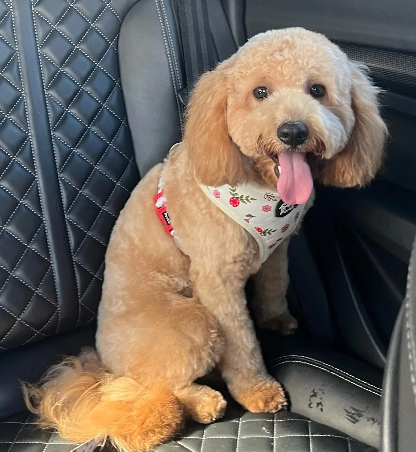 Ruff Ruff Dog Grooming & Daycare