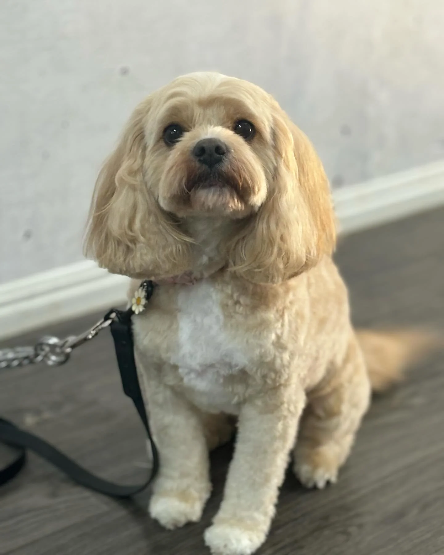 Ruff Ruff Dog Grooming & Daycare