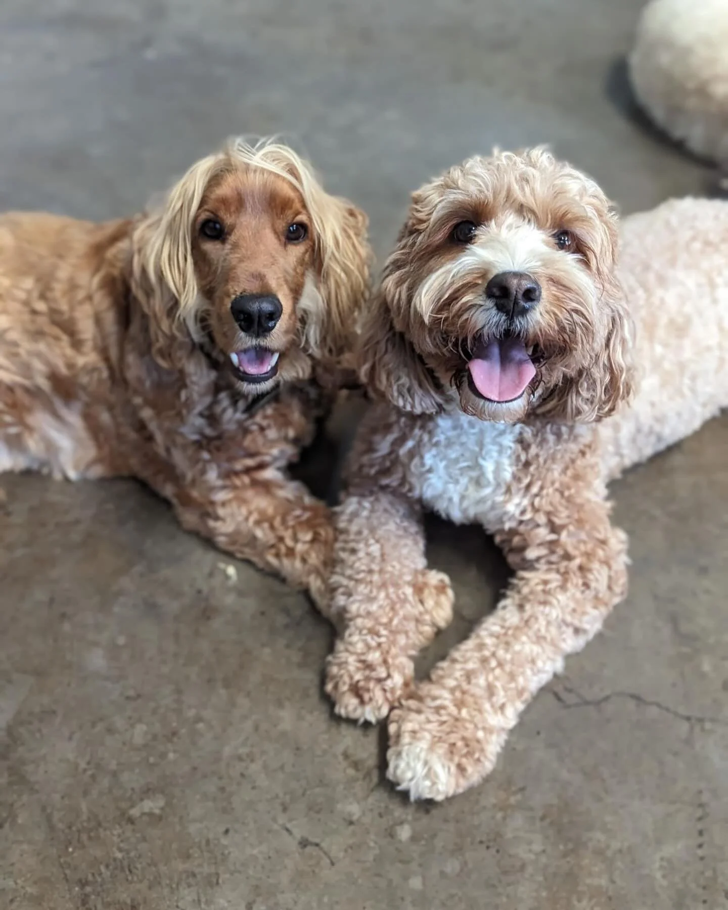 Ruff Ruff Dog Grooming & Daycare