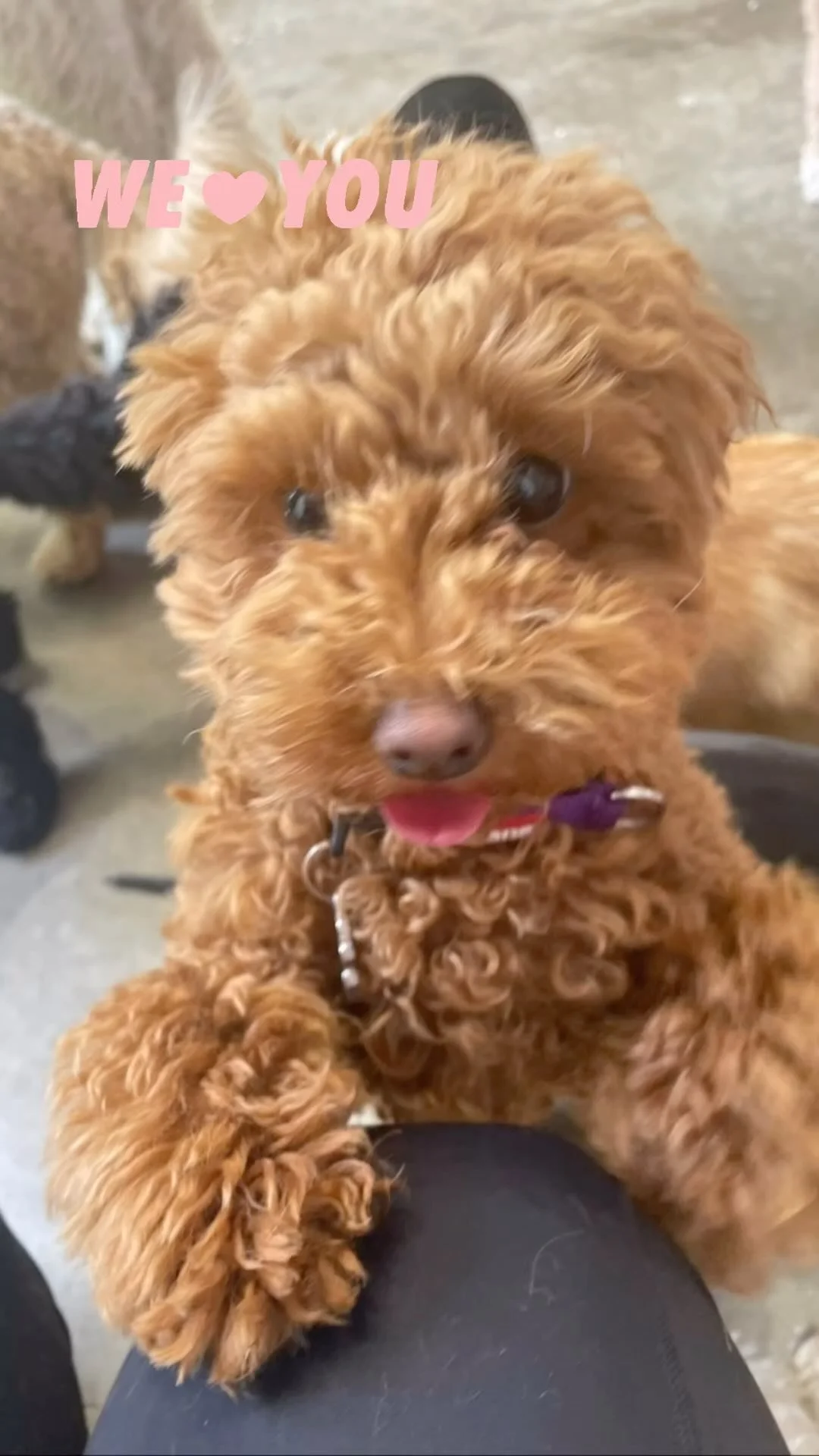 Ruff Ruff Dog Grooming & Daycare