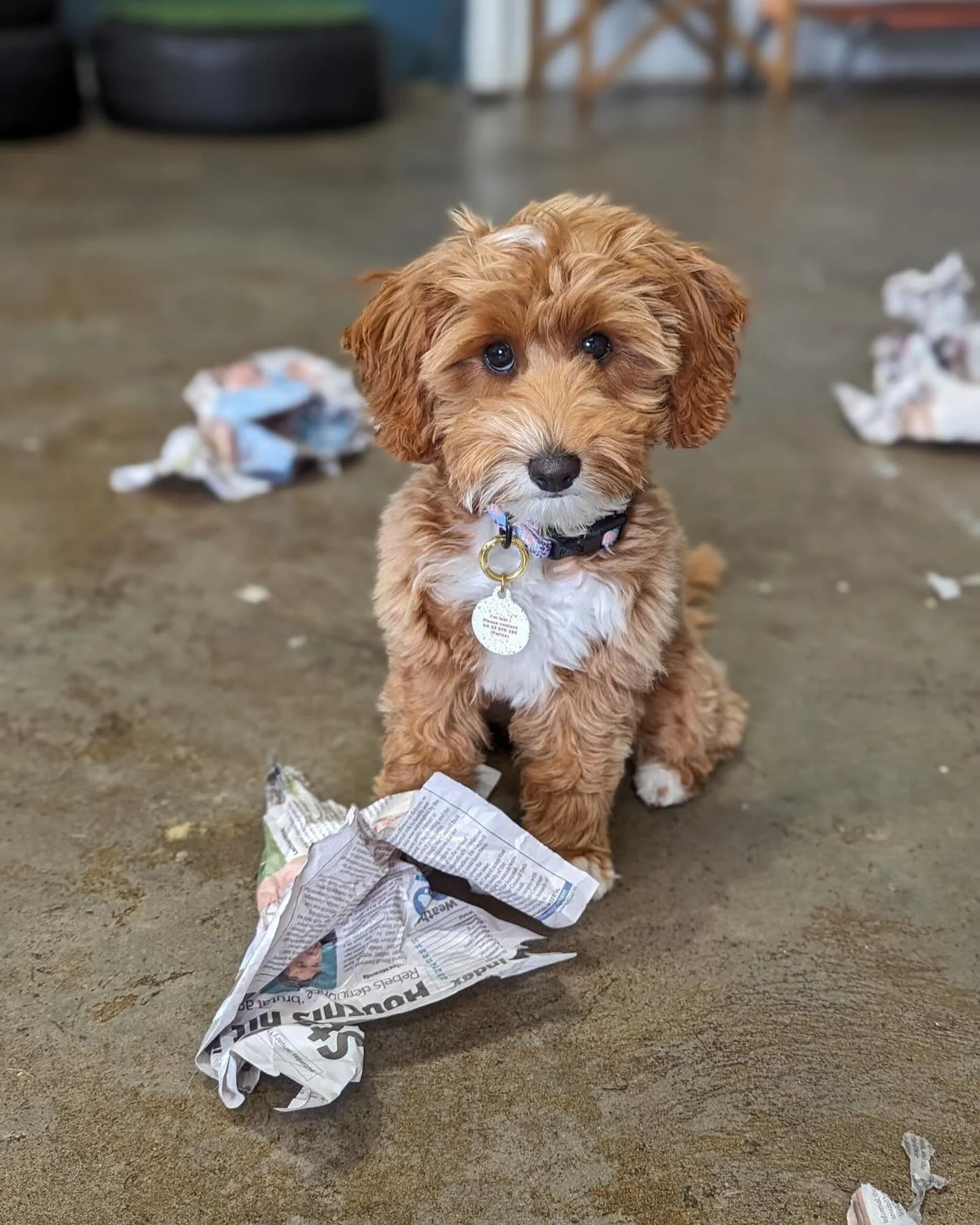 Ruff Ruff Dog Grooming & Daycare