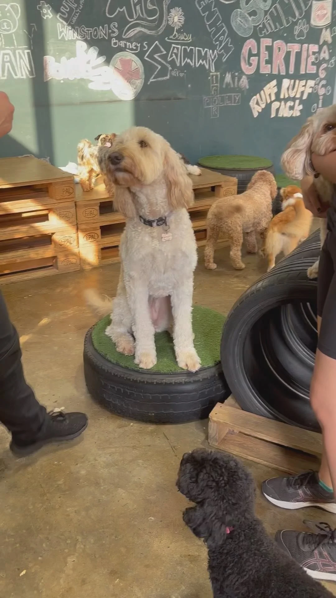 Doggy Daycare Enquiry — Ruff Ruff Dog Grooming and Daycare
