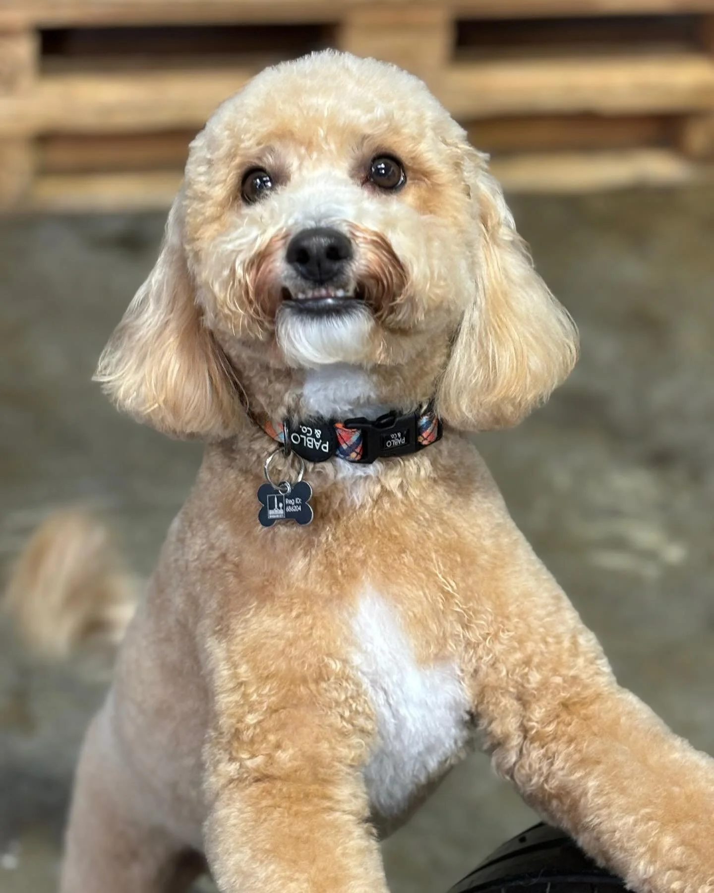 Ruff Ruff Dog Grooming & Daycare Services