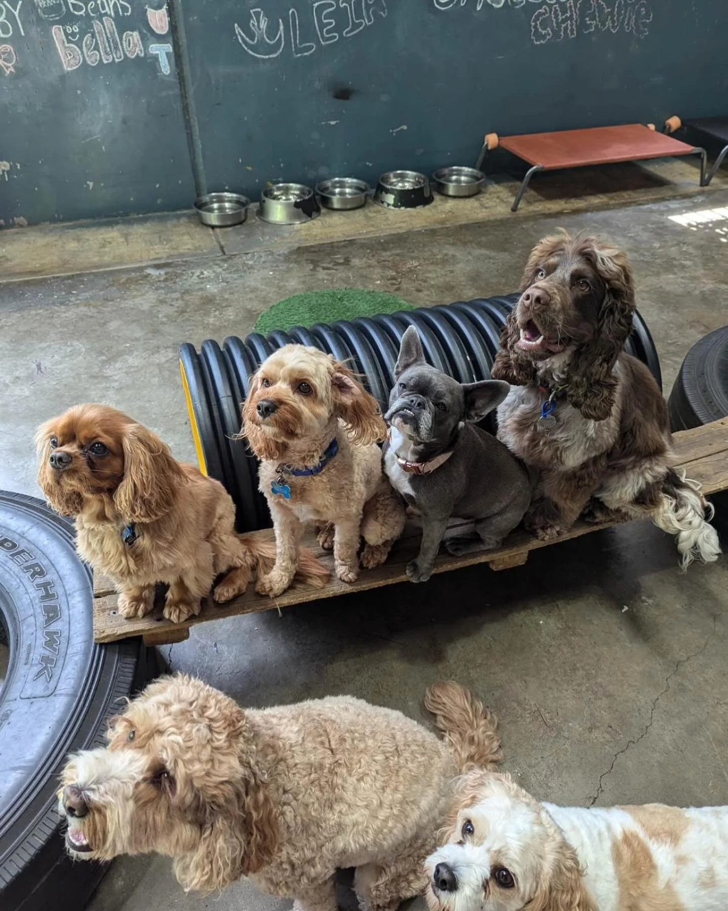 Ruff Ruff Dog Grooming & Daycare Services
