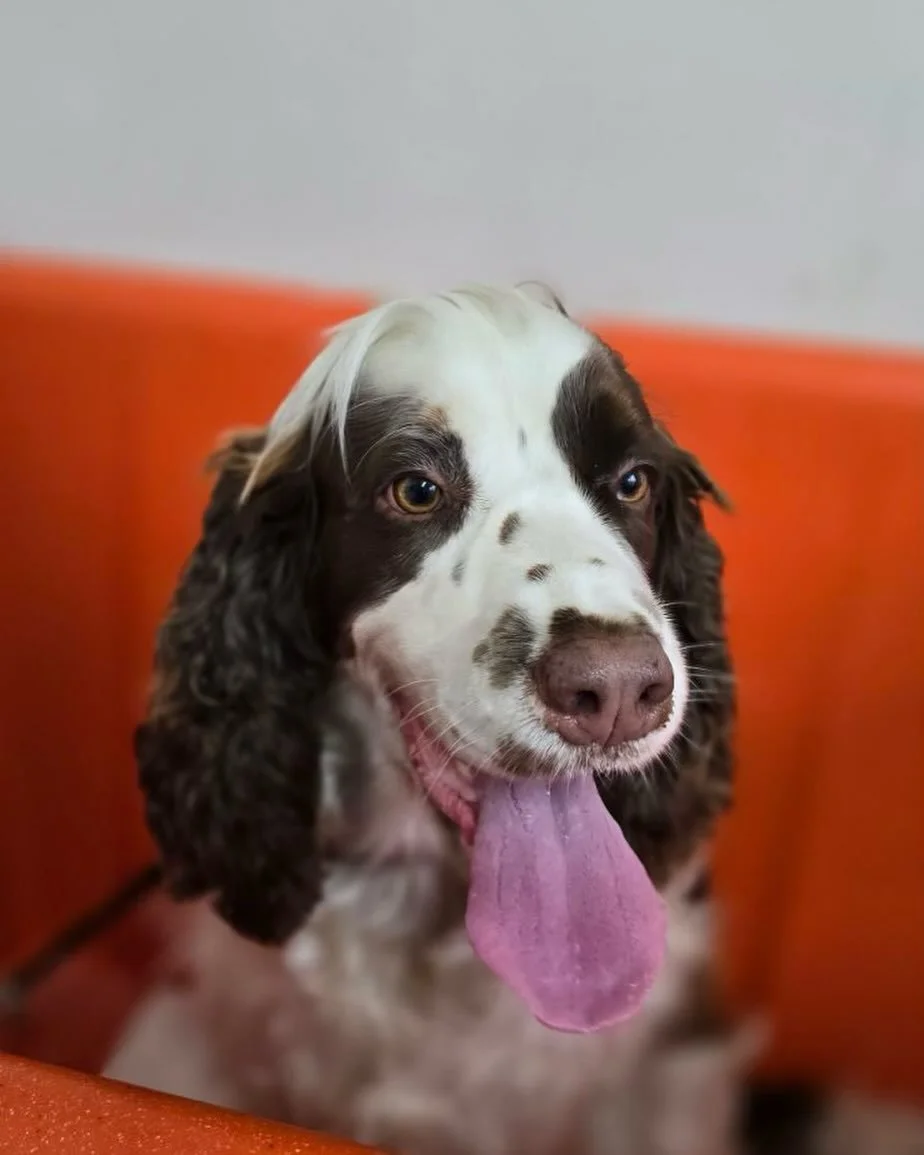 Ruff Ruff Dog Grooming & Daycare Services