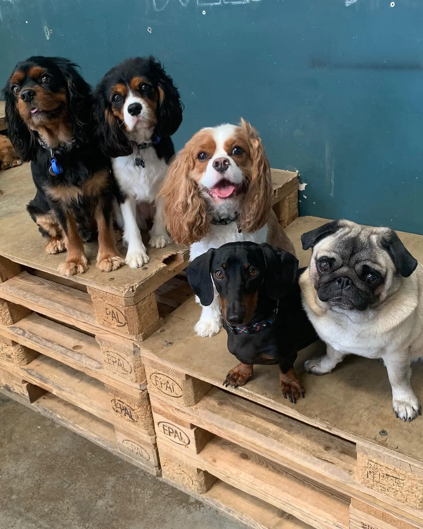 Ruff Ruff Dog Grooming & Daycare Services