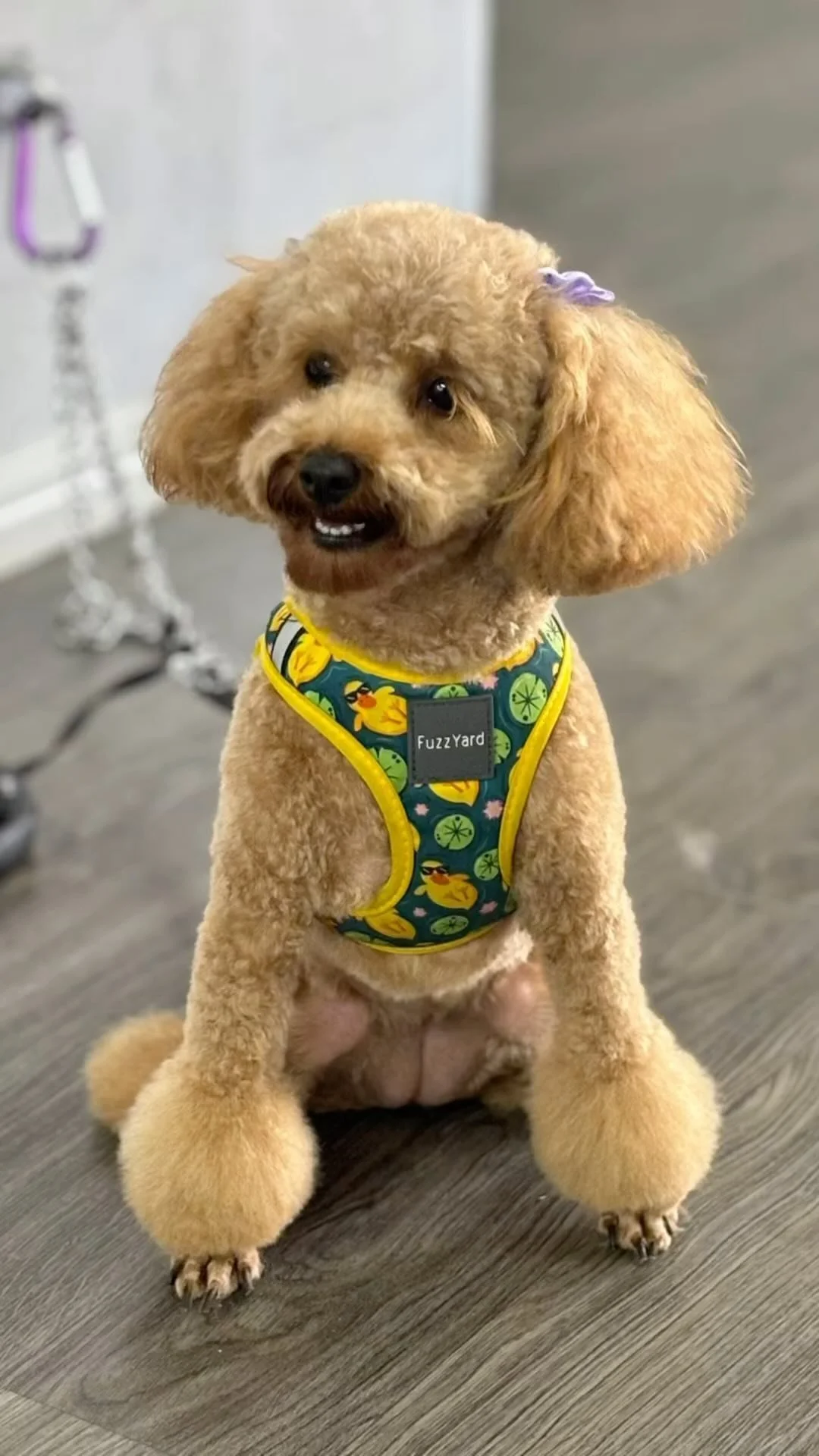 Ruff Ruff Dog Grooming & Daycare Services