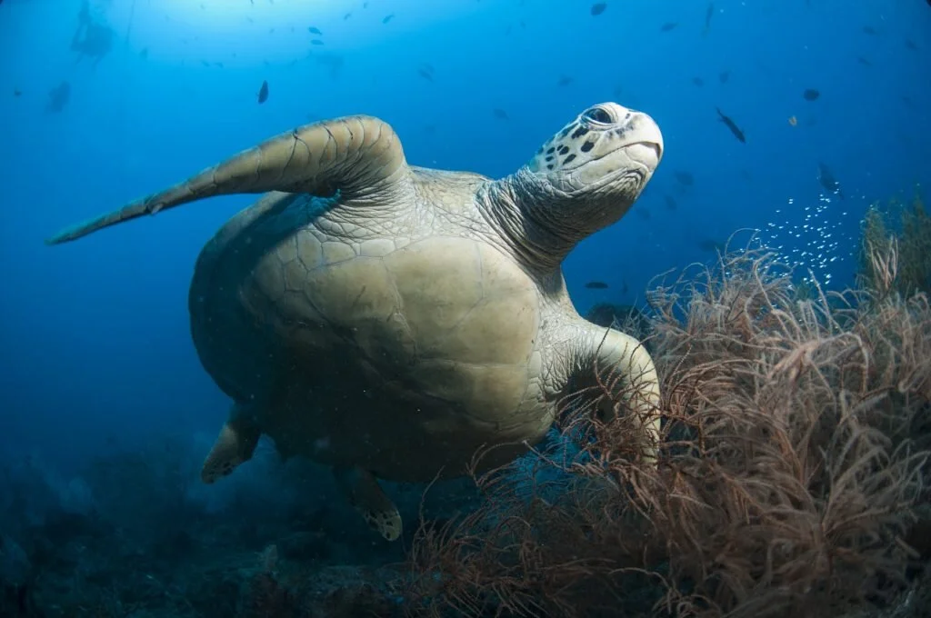 Yongala Dive