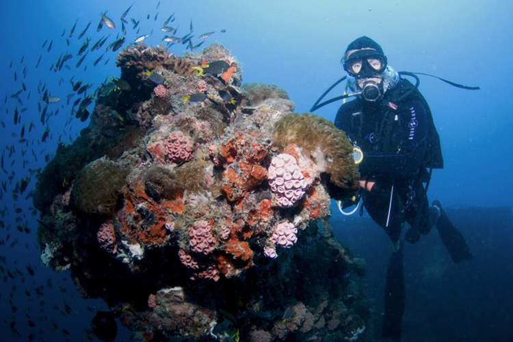 Yongala Dive