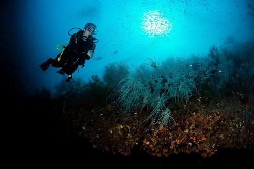 S.S. Yongala History — Yongala Dive