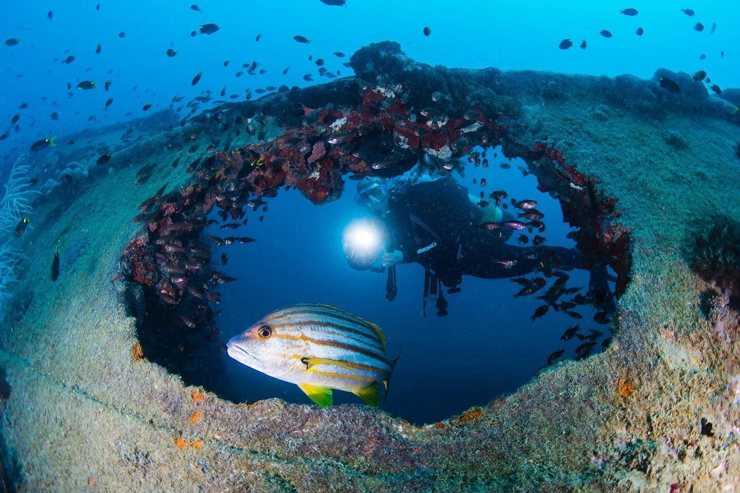 Yongala Dive