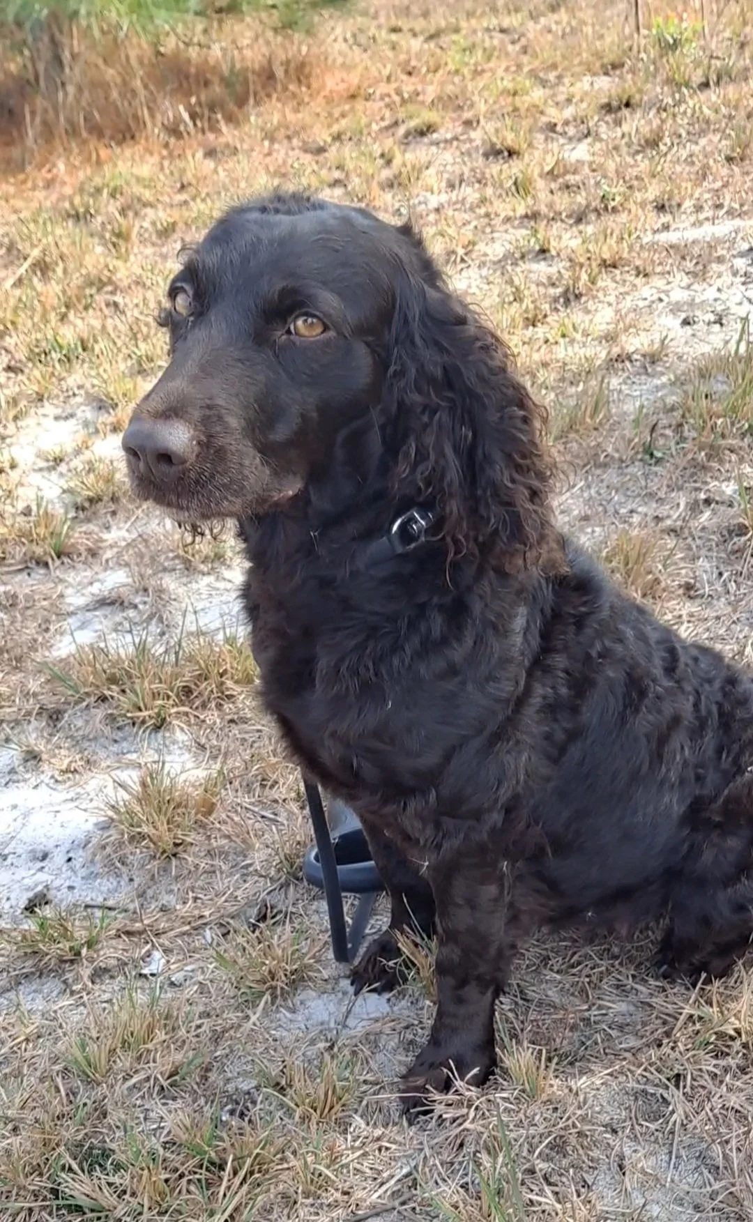 Indy - Boykin Spaniel Stud Service