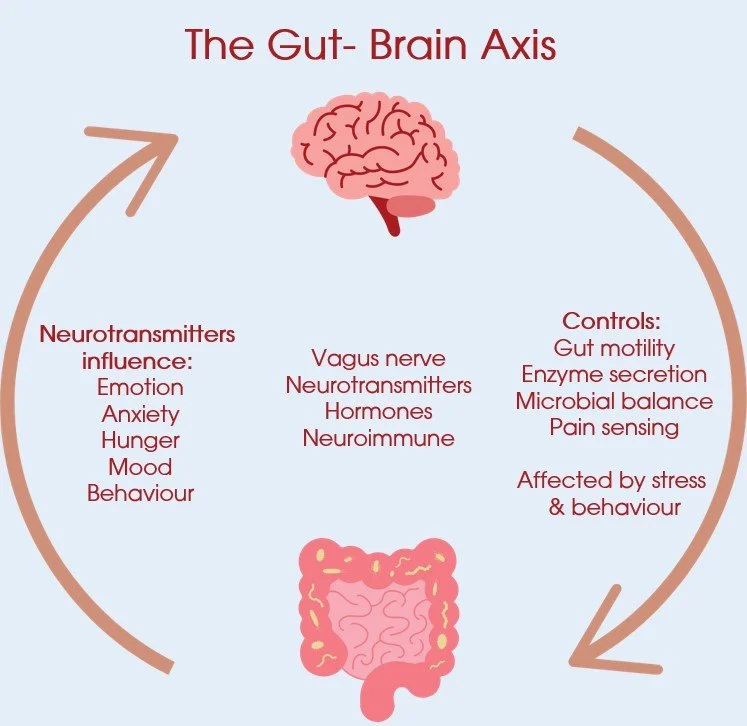 What is the Gut-Brain Axis? — Noisy Guts